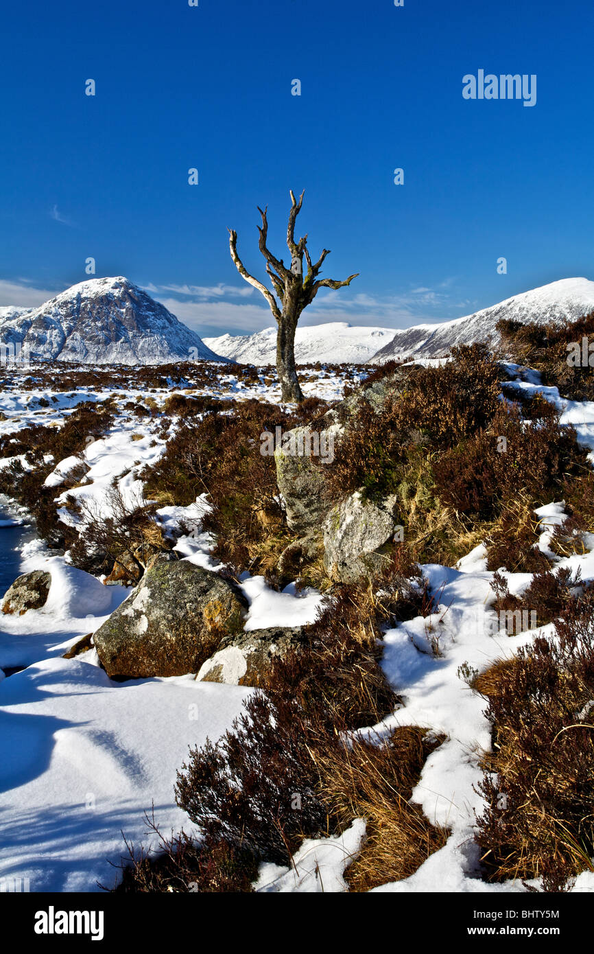 Lone tree on a snowy Rannoch Moor with Buachaille Etive Mor in the ...