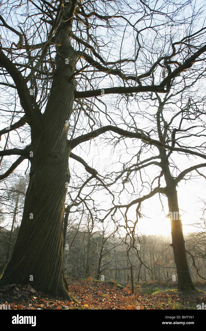 Woodland scene in the Forest of Dean Stock Photo - Alamy