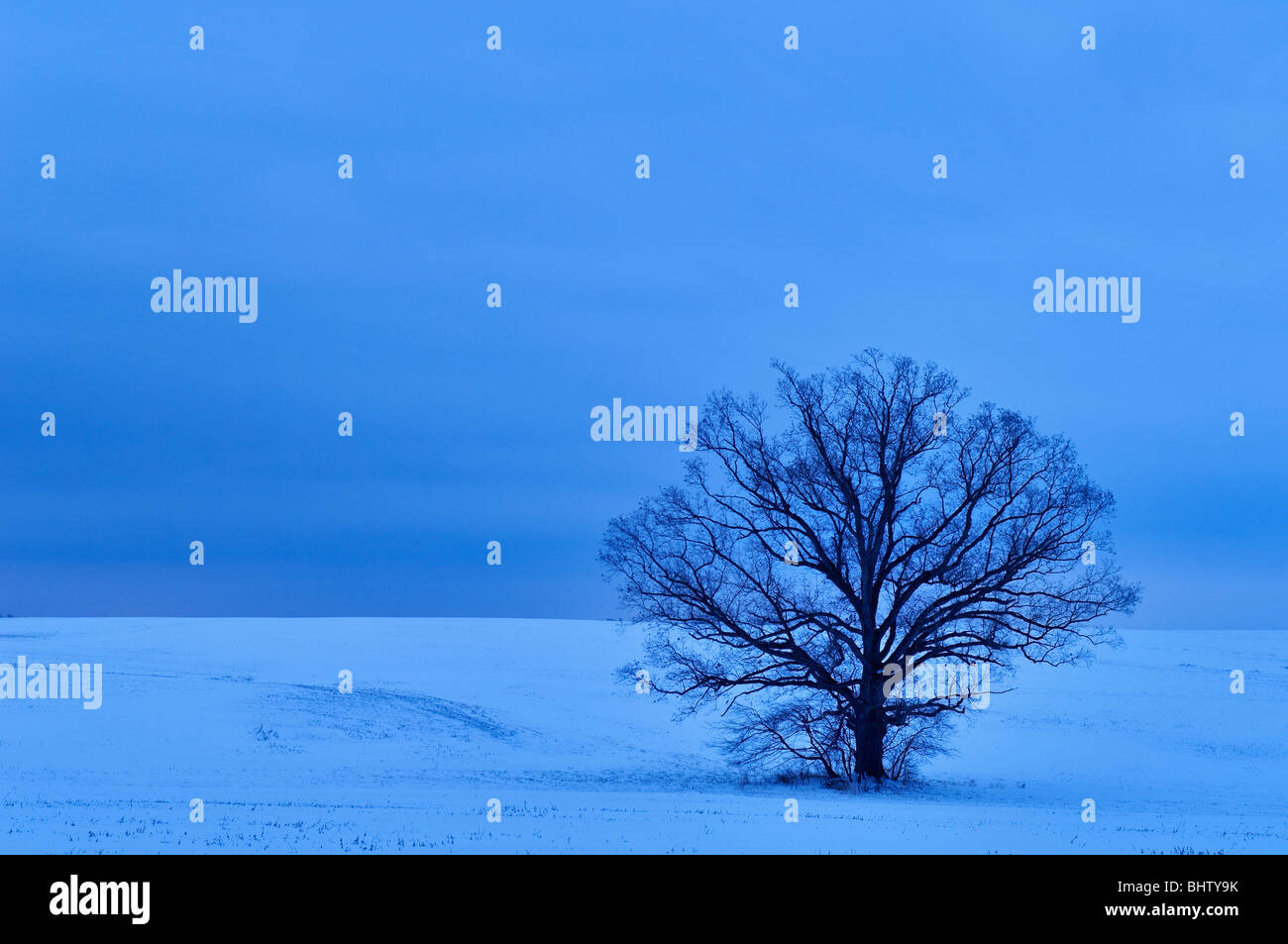 Lone Oak Tree in Snow Covered Field at Twilight in Harrison County ...