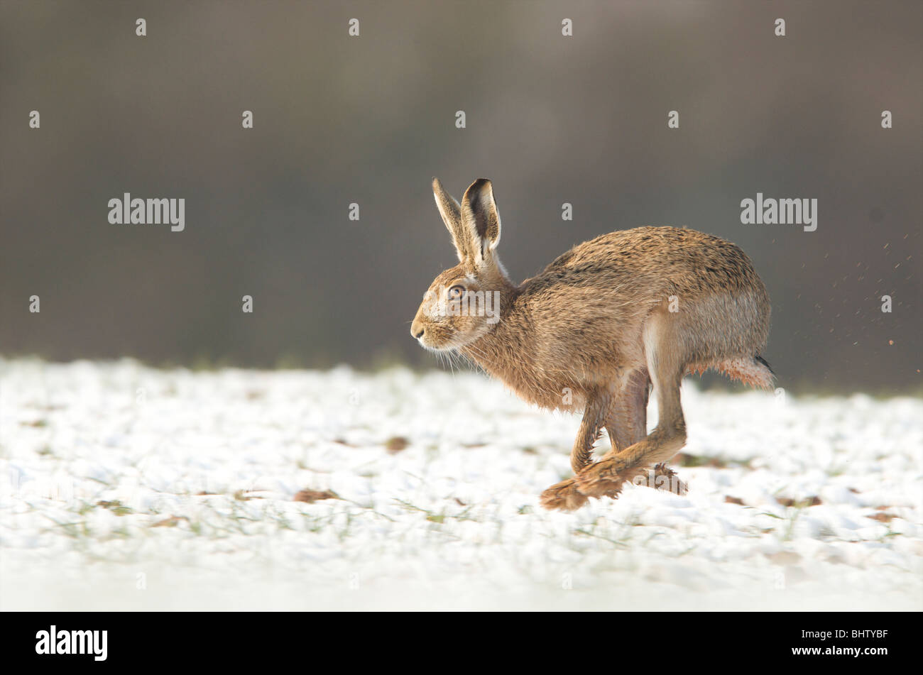 Hare running hi-res stock photography and images - Alamy