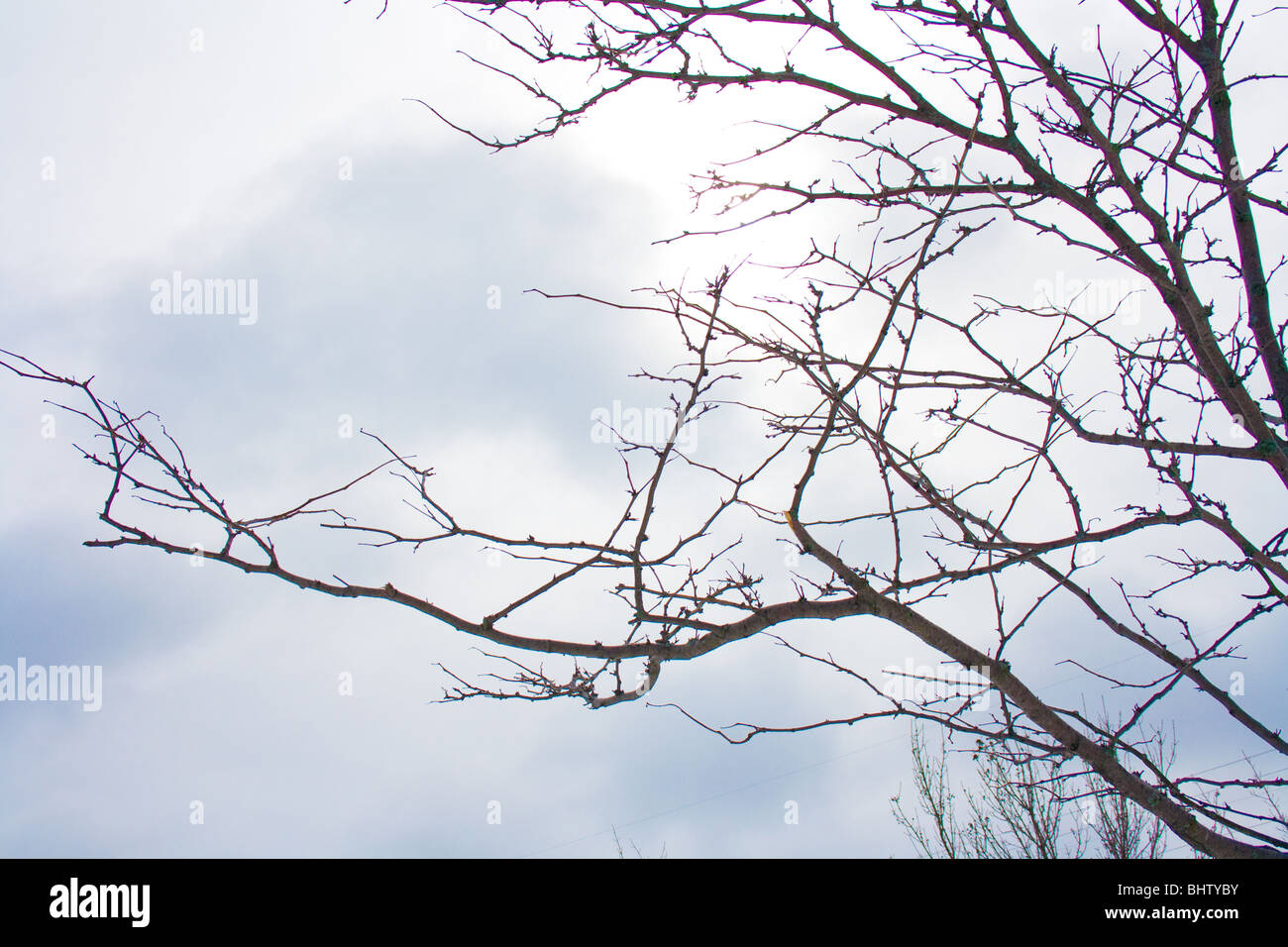 Tree with no leaves hi-res stock photography and images - Alamy