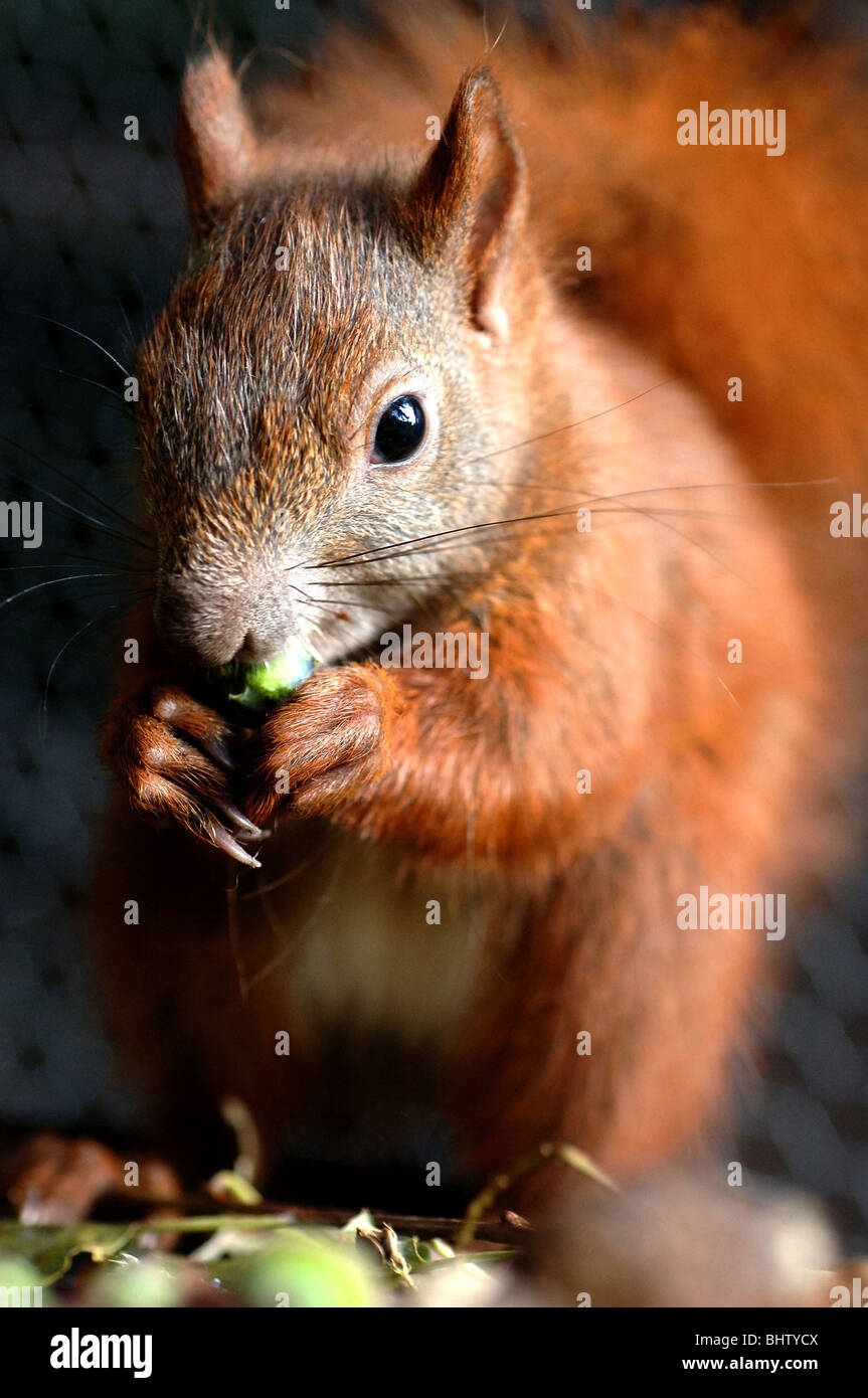 A squirrel with a nut Stock Photo - Alamy