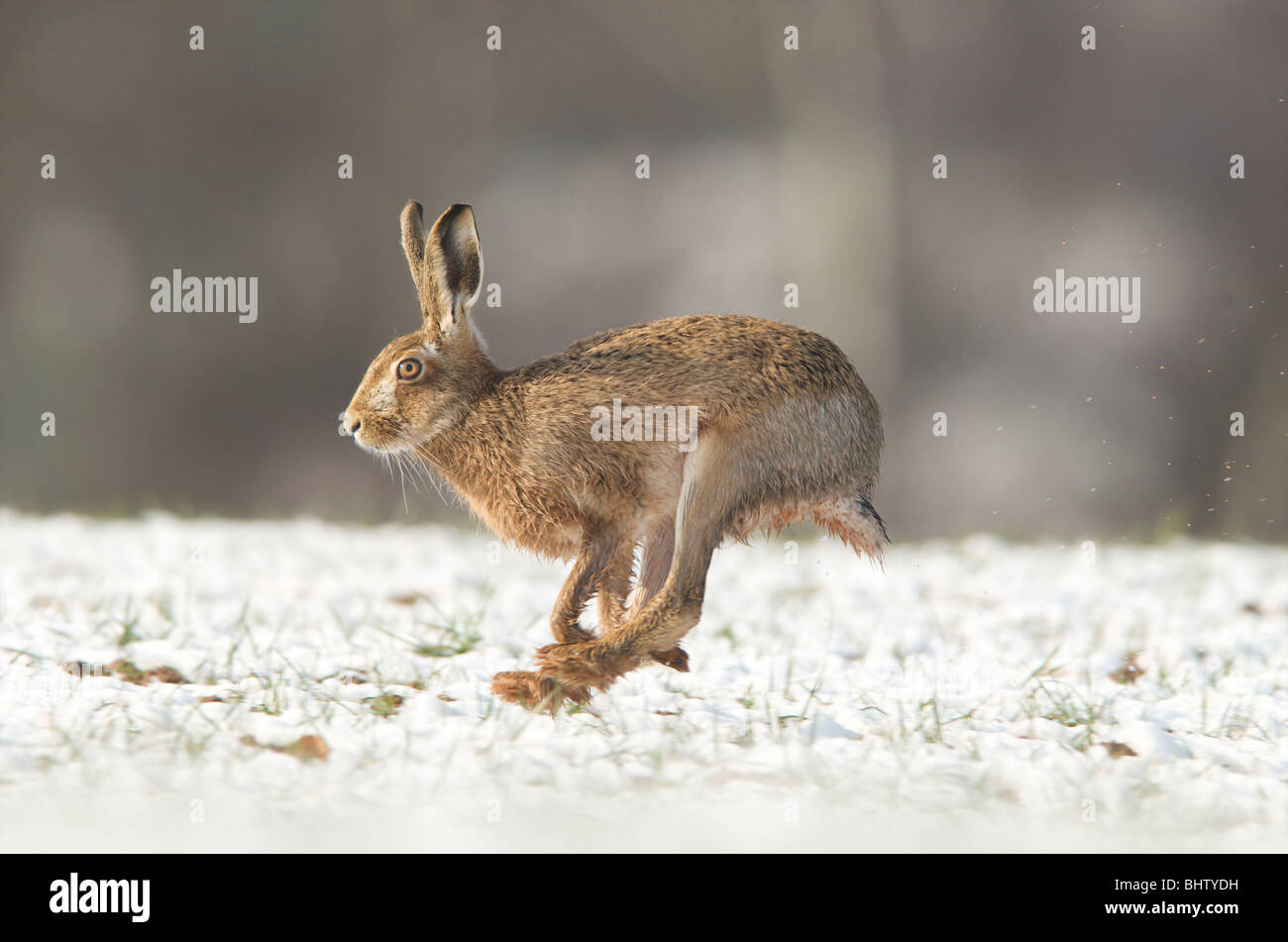 Hare running hi-res stock photography and images - Alamy