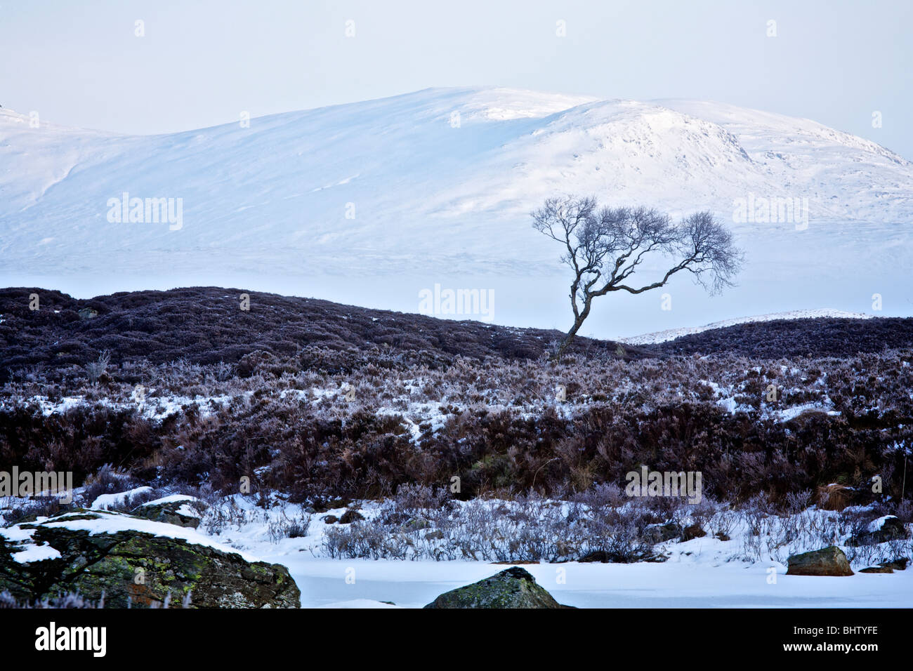 A single tree on the frozen Lochan na h'Achlaise on Rannoch Moor ...