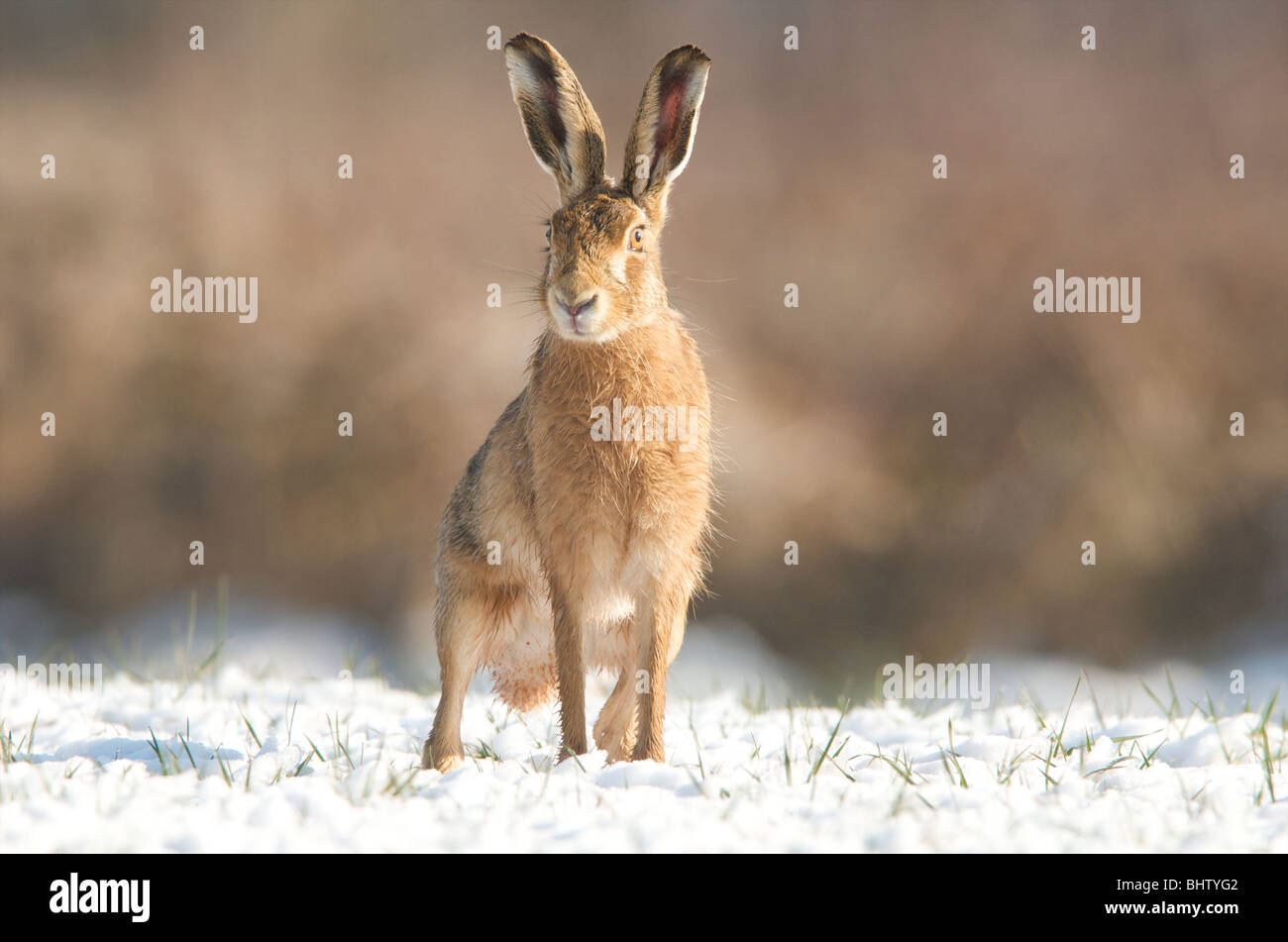 British hare hi-res stock photography and images - Alamy