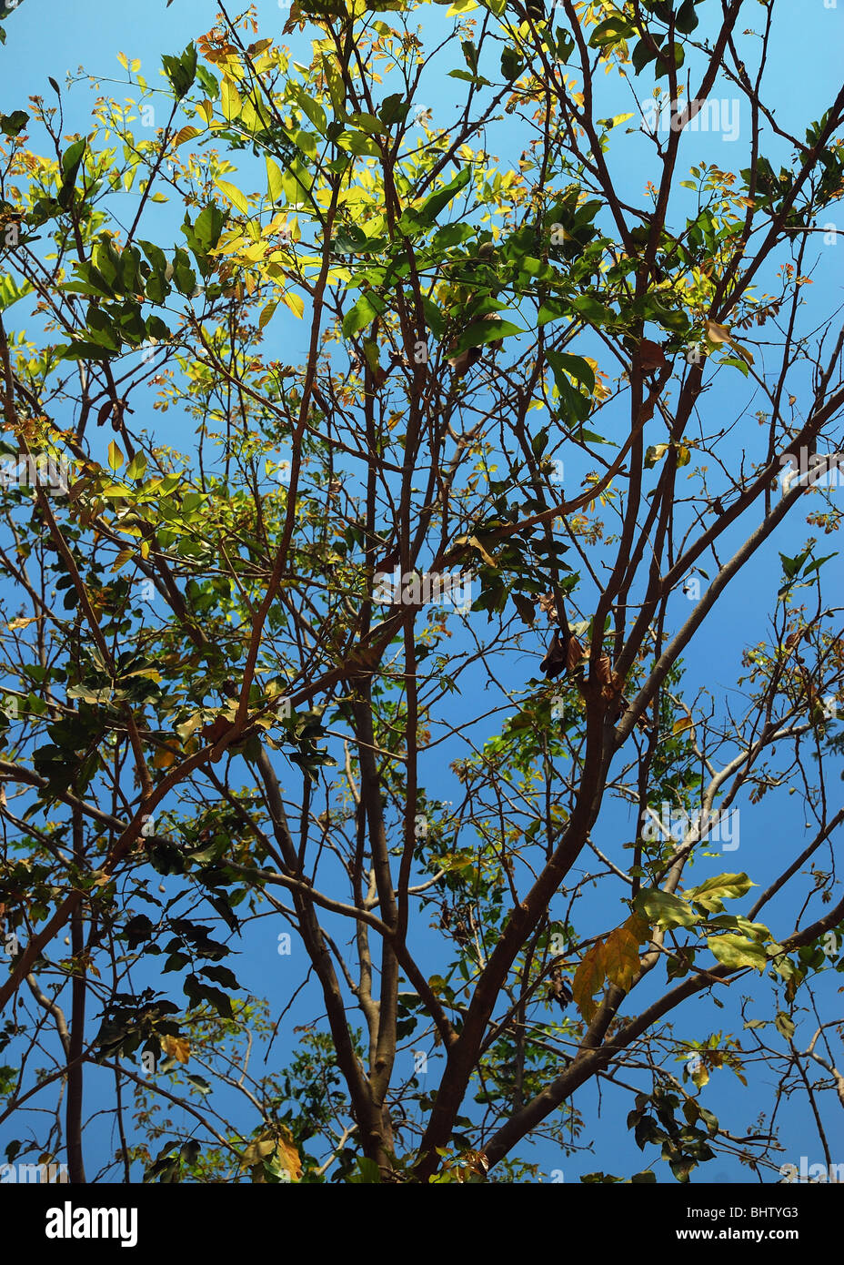 Tree scenic sky hi-res stock photography and images - Alamy