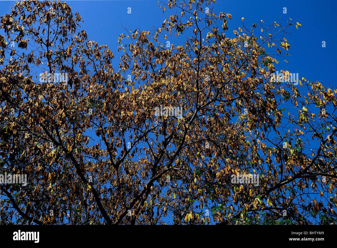 Scenic tree hi-res stock photography and images - Alamy