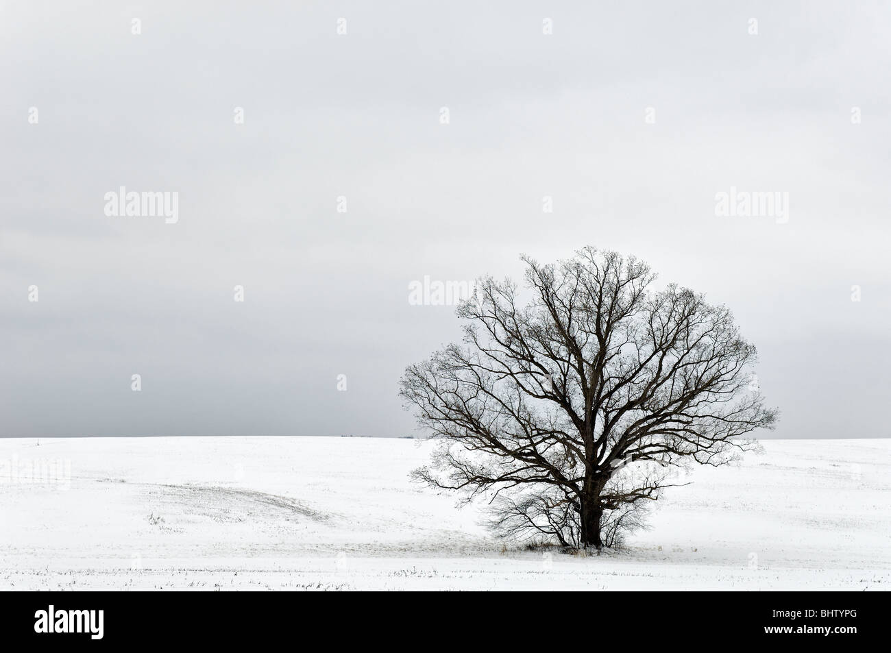 Oak tree in snow hi-res stock photography and images - Alamy