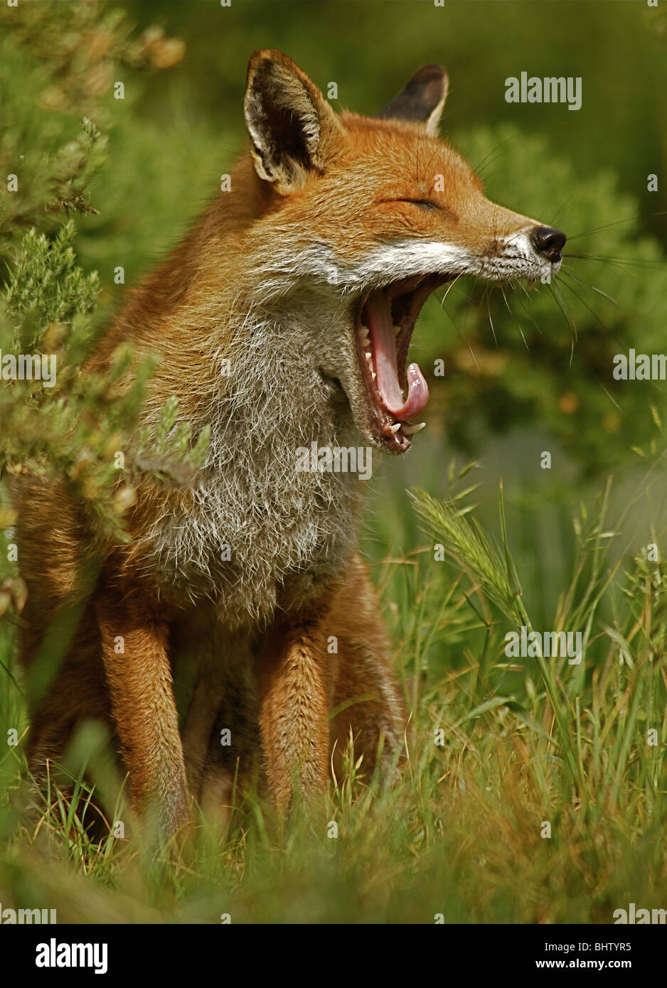 Fox yawning hi-res stock photography and images - Alamy