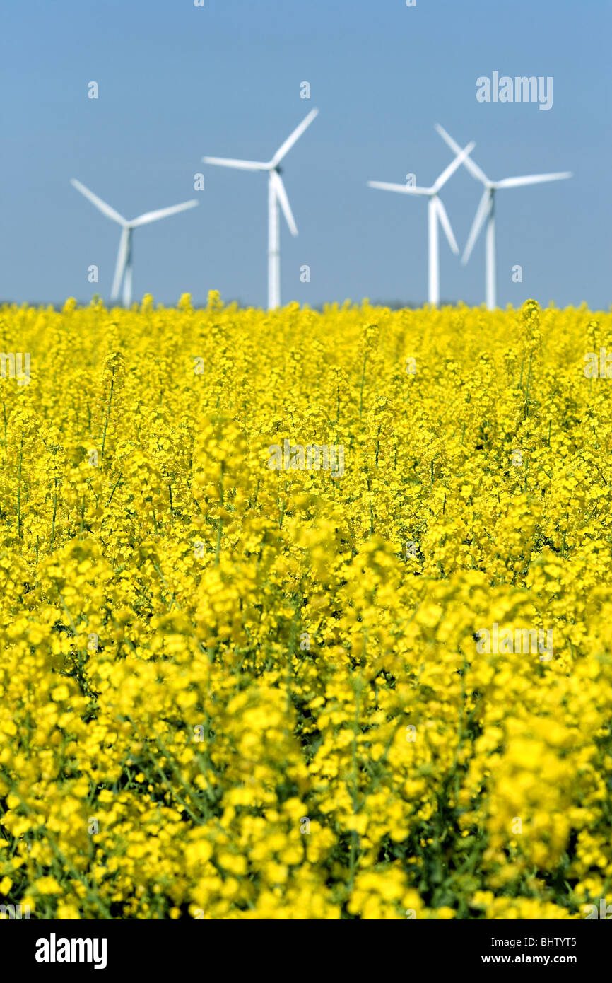 Rapeseed field and a wind park, Hohenfelde, Germany Stock Photo - Alamy