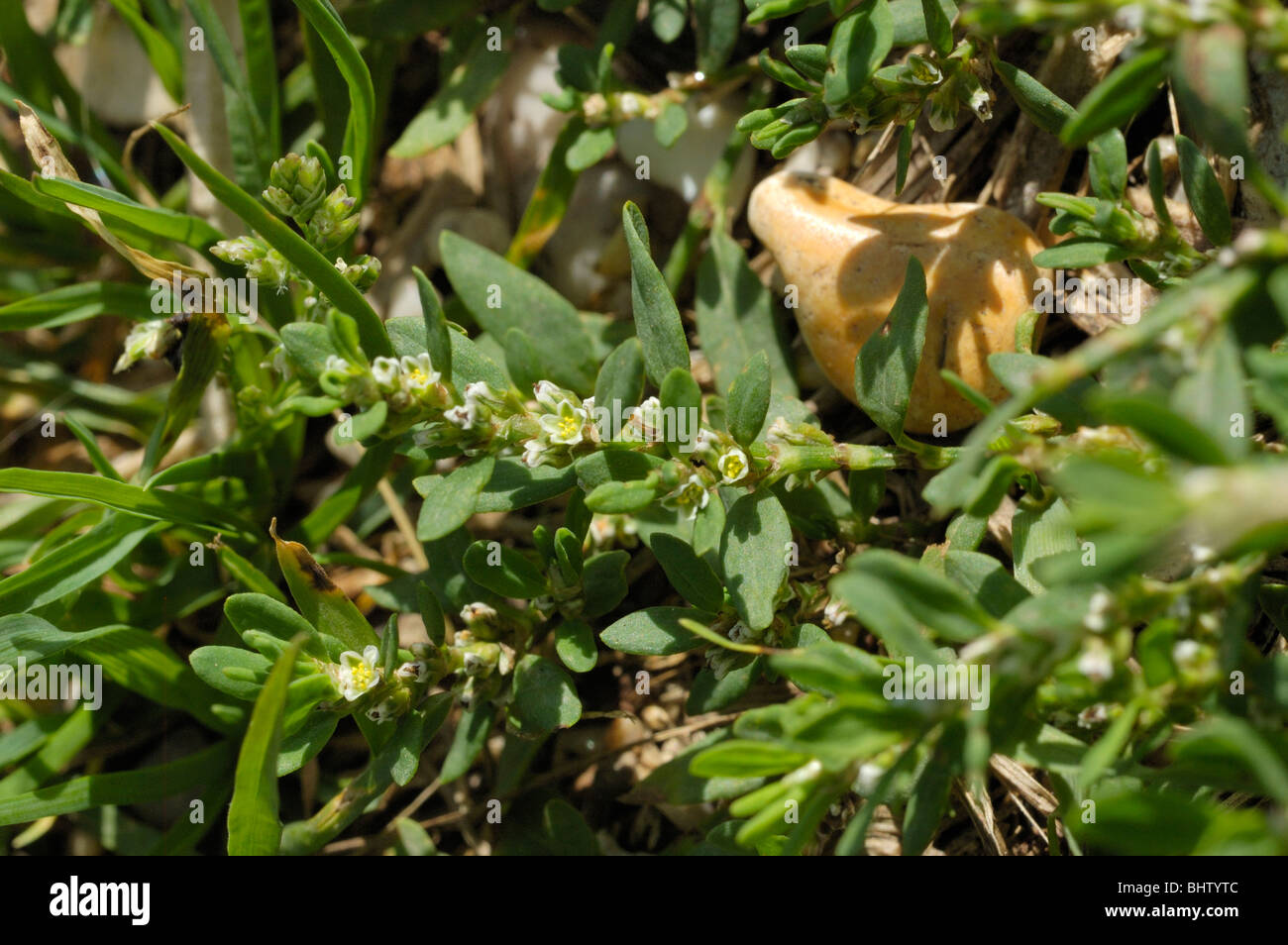 Equal-leaved Knotgrass, polygonum arenastrum Stock Photo - Alamy