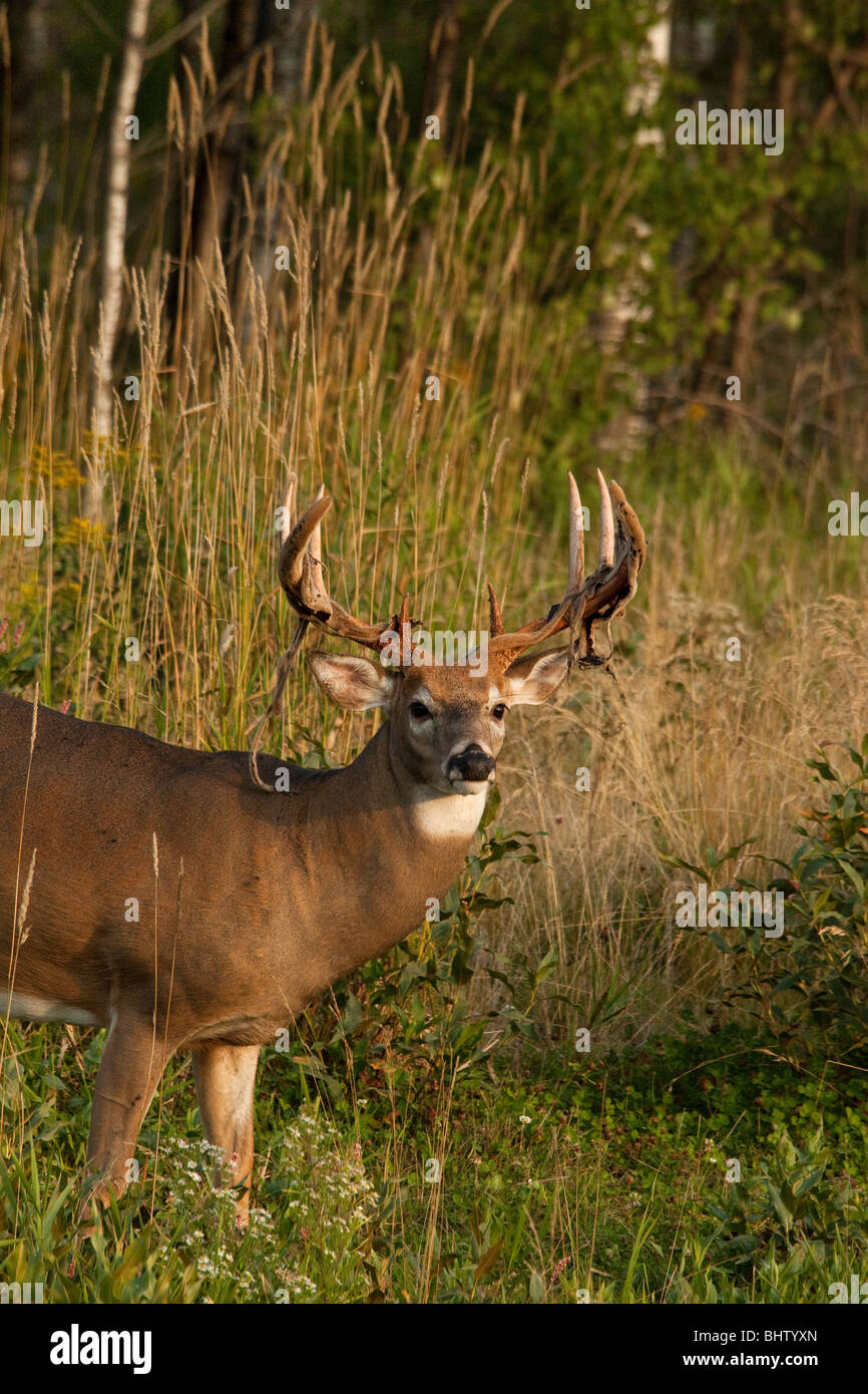 White-tailed buck n fall Stock Photo - Alamy