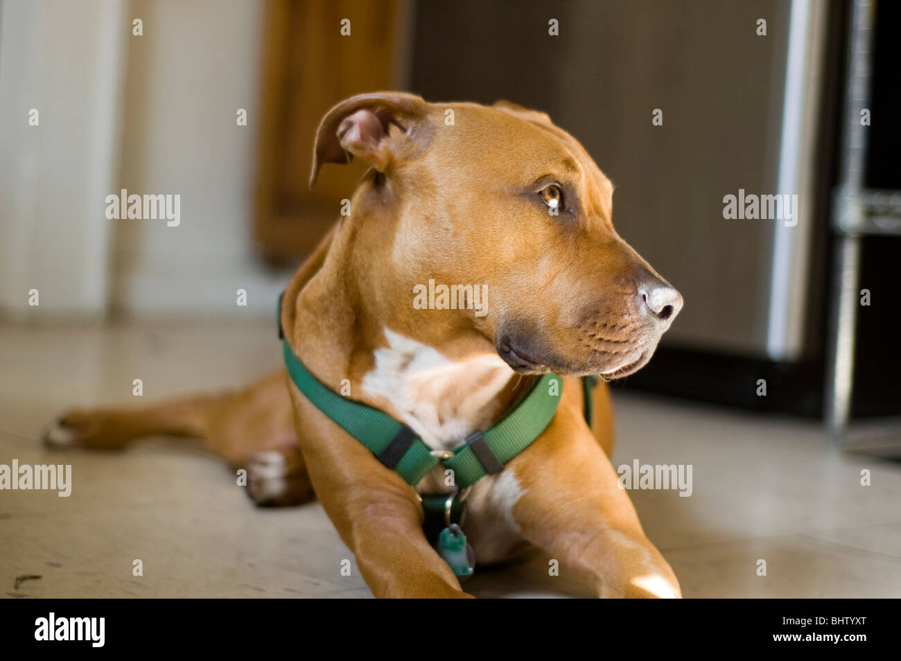 A pit bull lays in a kitchen Stock Photo - Alamy