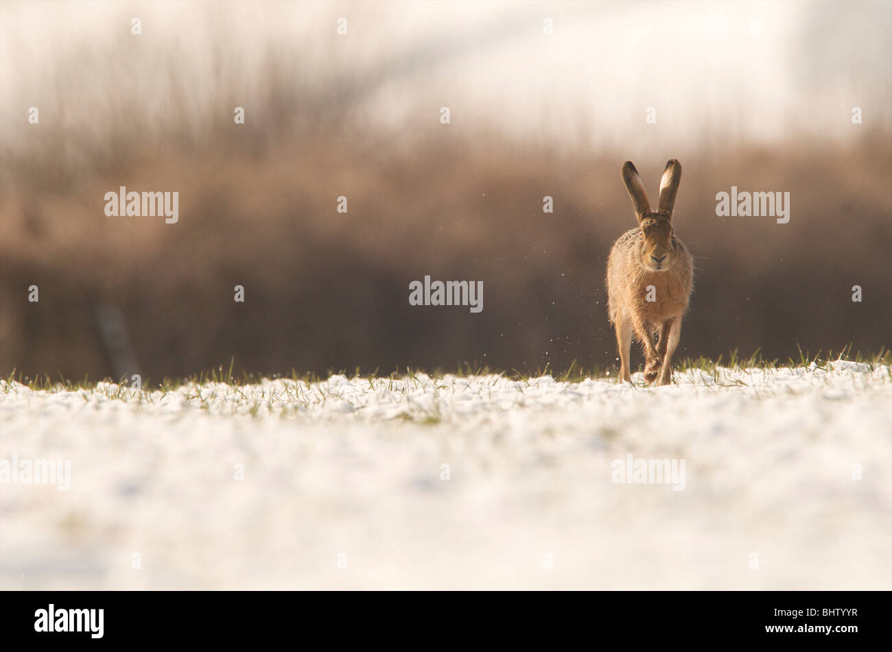 brown hare running Stock Photo - Alamy