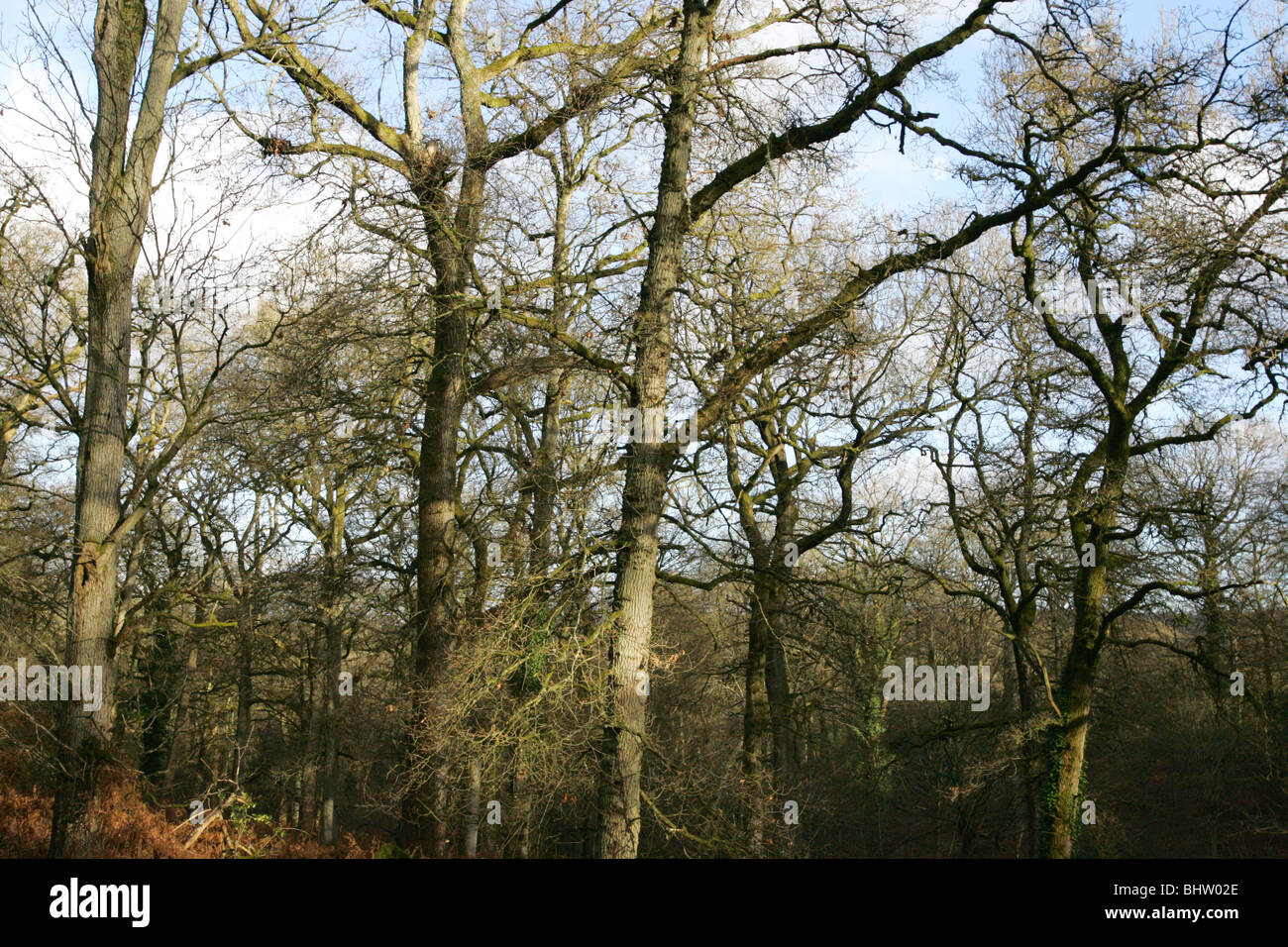 Woodland scene in the Forest of Dean Stock Photo - Alamy