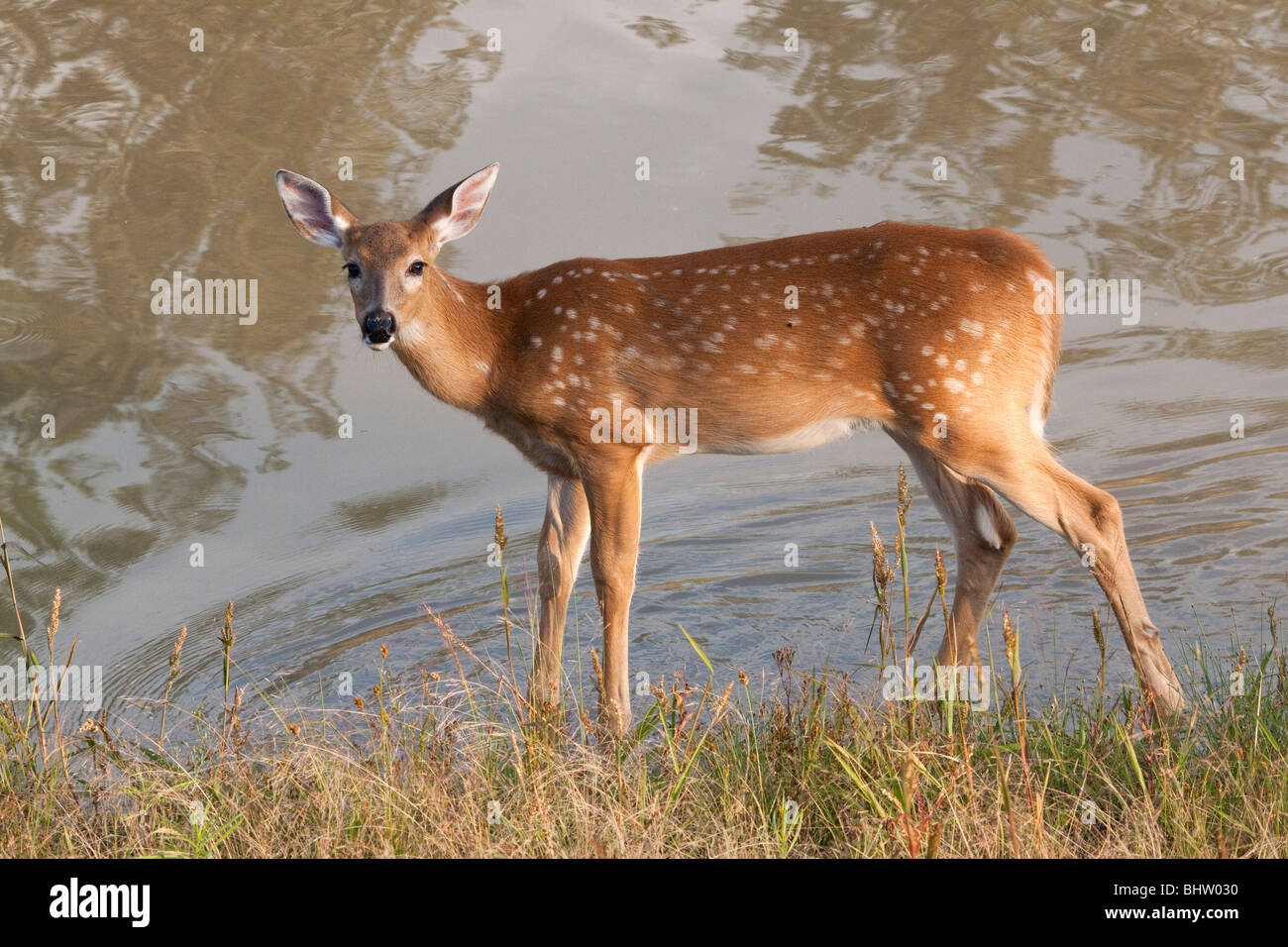 White-tailed fawn in fall Stock Photo - Alamy