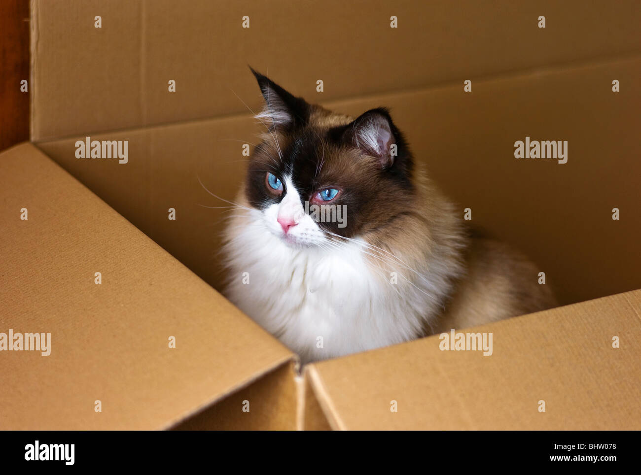 Female Ragdoll cat in a cardboard box which she finds irresistable ...