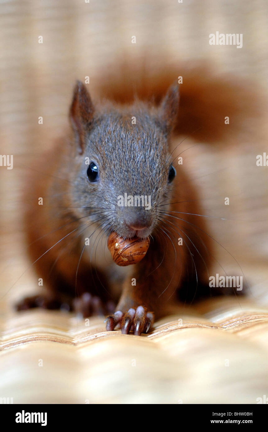 A squirrel with a nut Stock Photo - Alamy