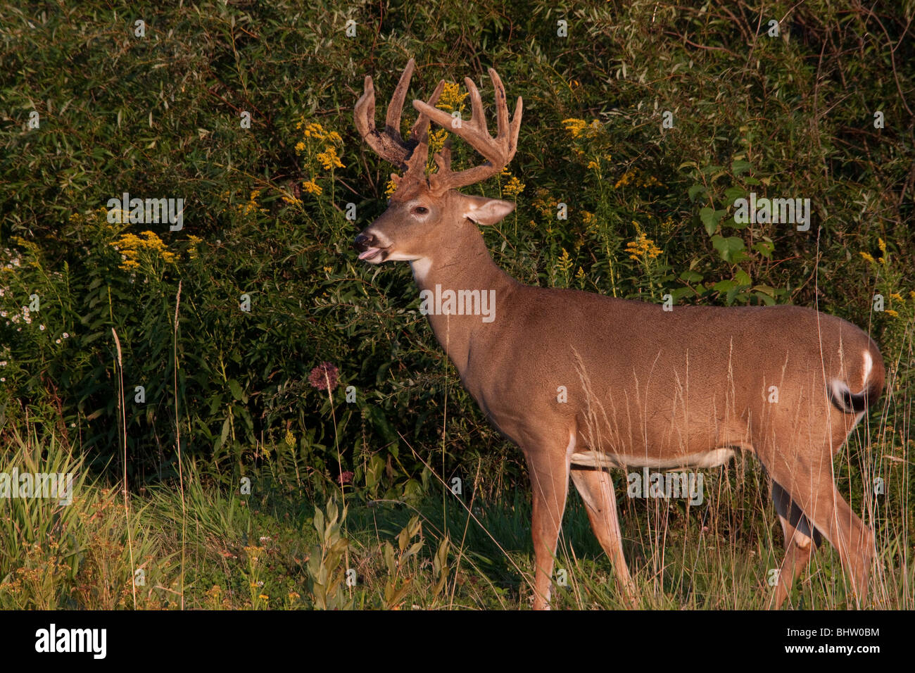 White-tailed buck in fall Stock Photo - Alamy