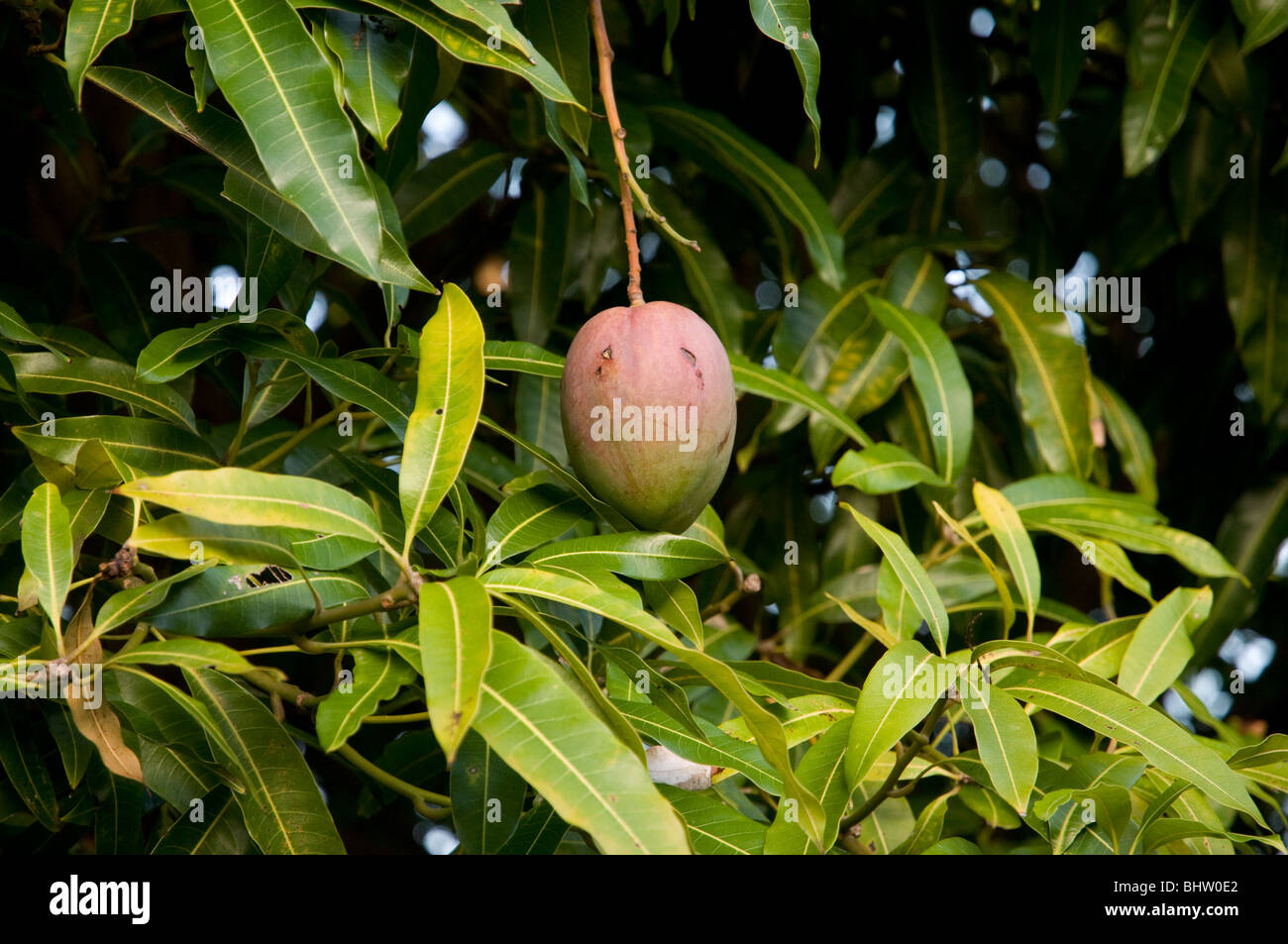 Types Of Mangoes In Barbados at Tracey Luther blog