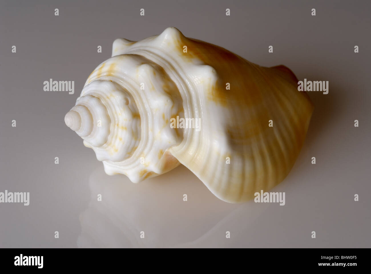 Studio shell hi-res stock photography and images - Alamy