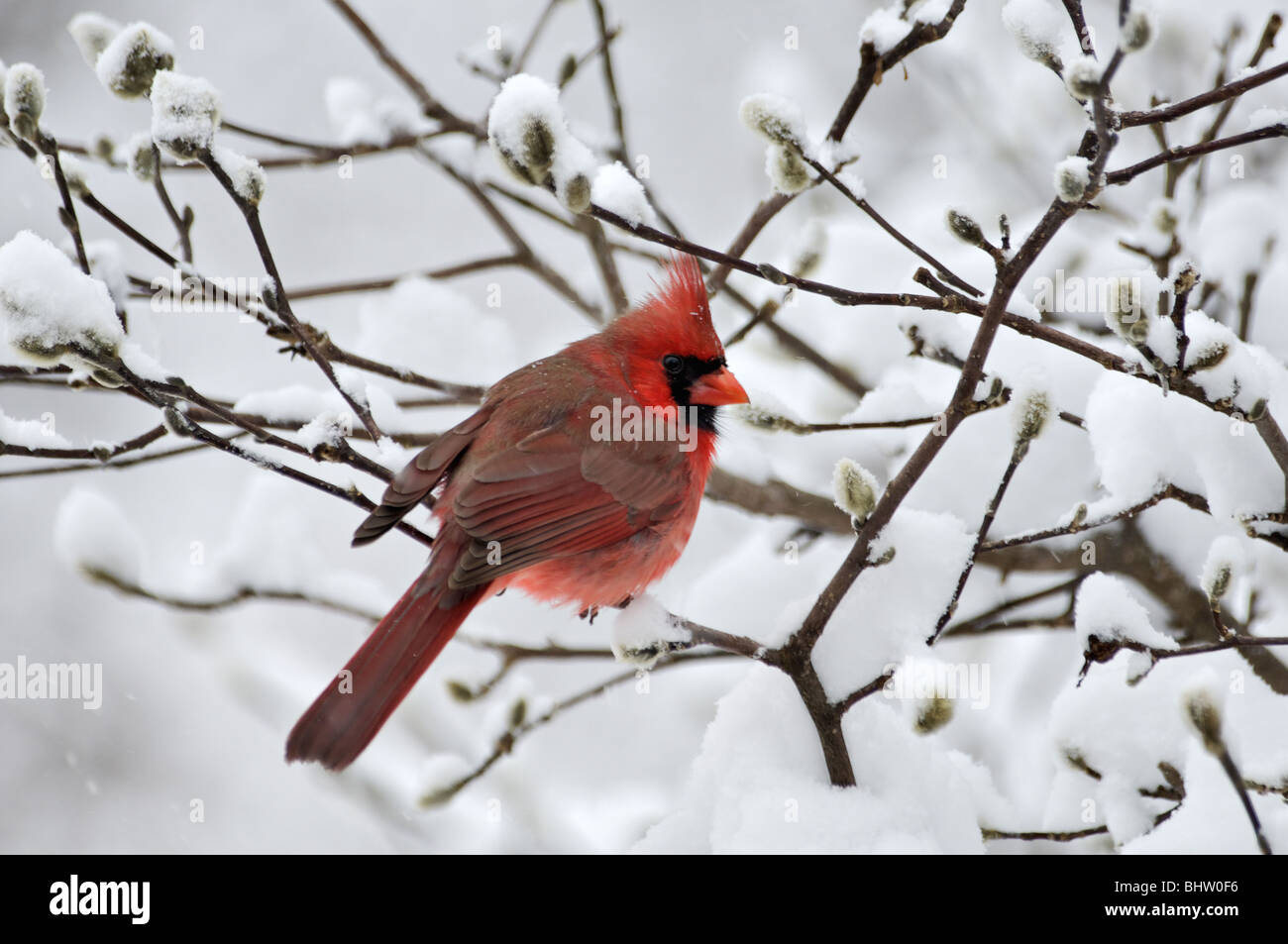 Cardinals In Winter Scenes