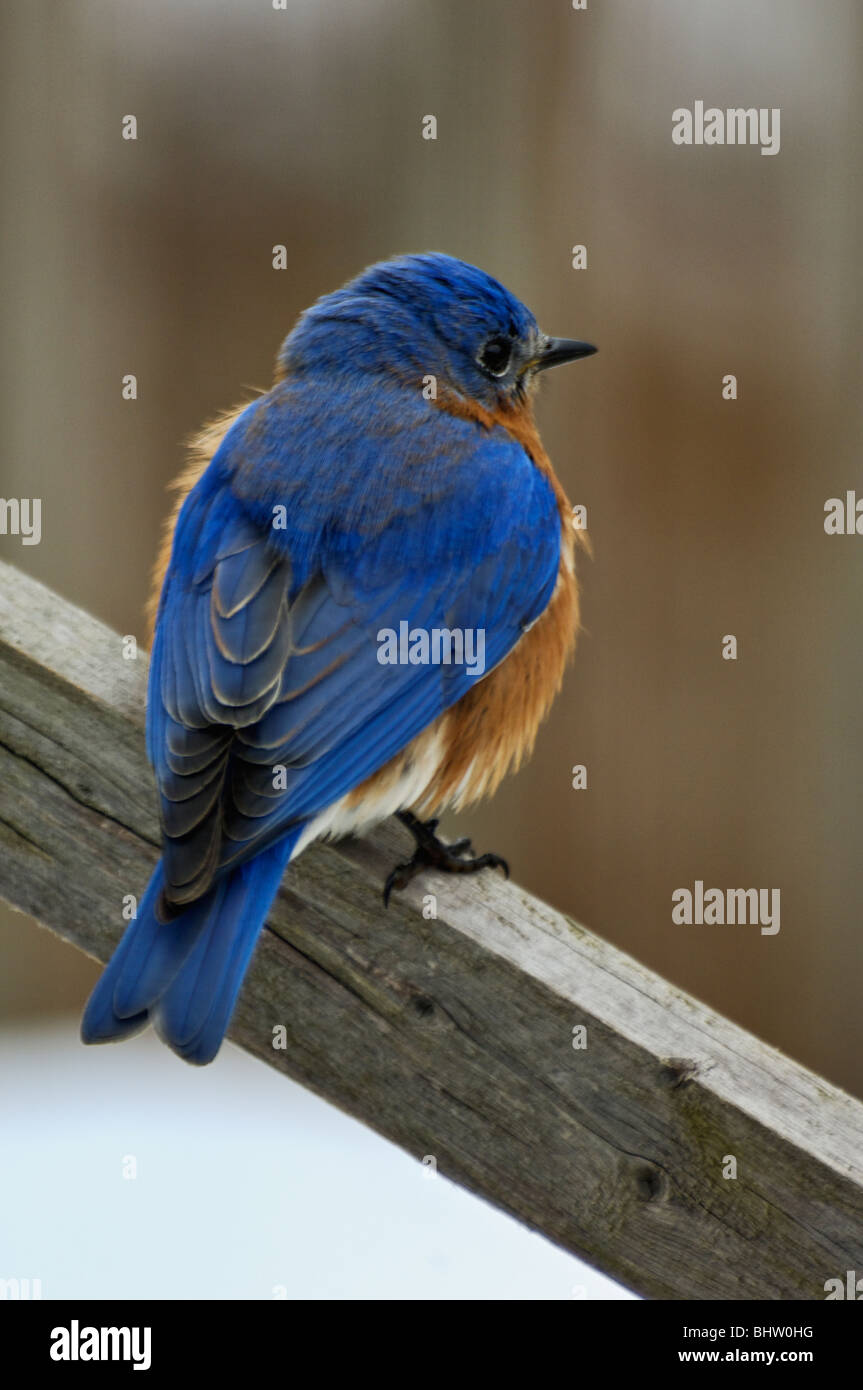 Eastern bluebird hi-res stock photography and images - Alamy