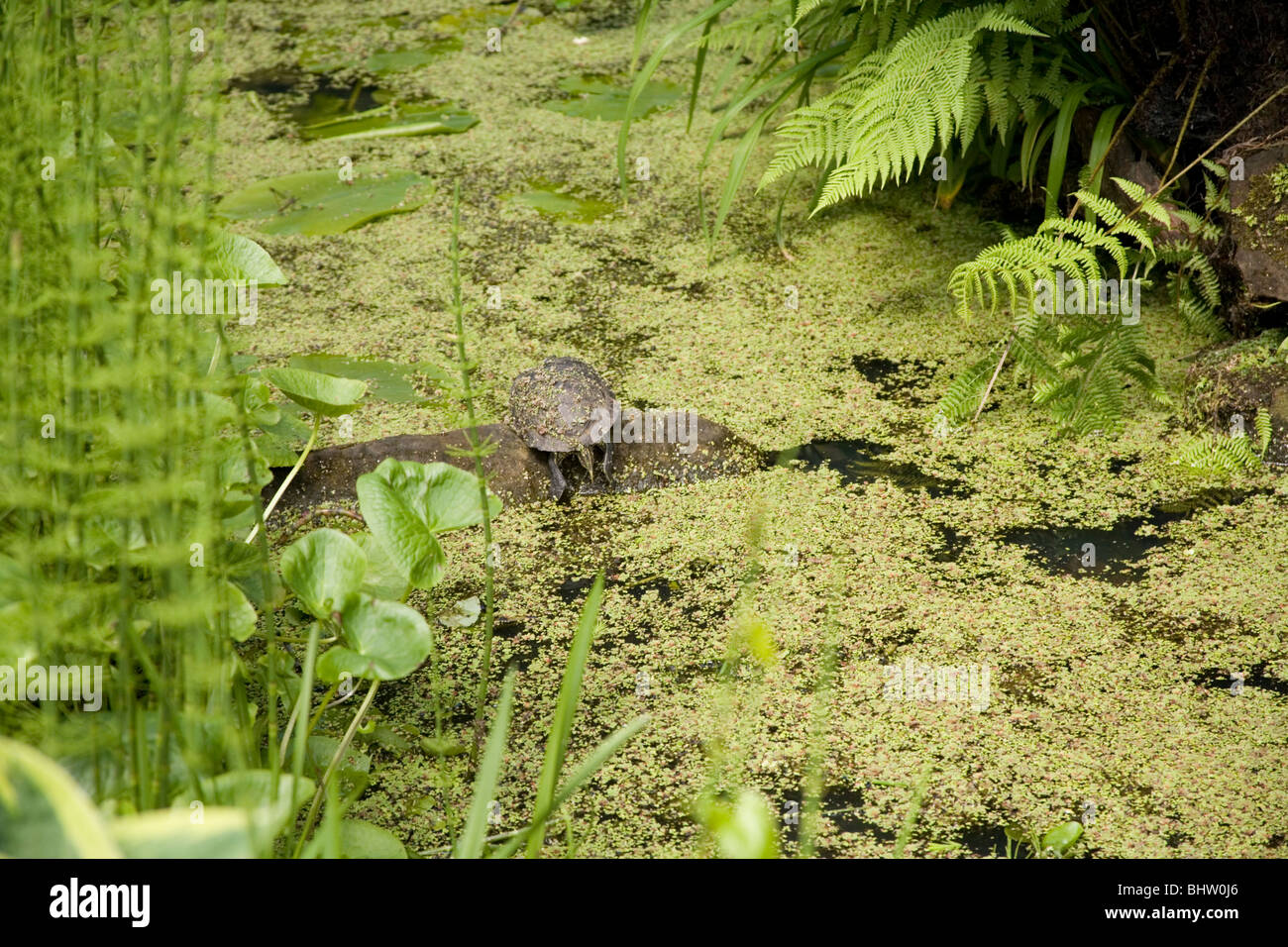 Turtle in pond Stock Photo - Alamy