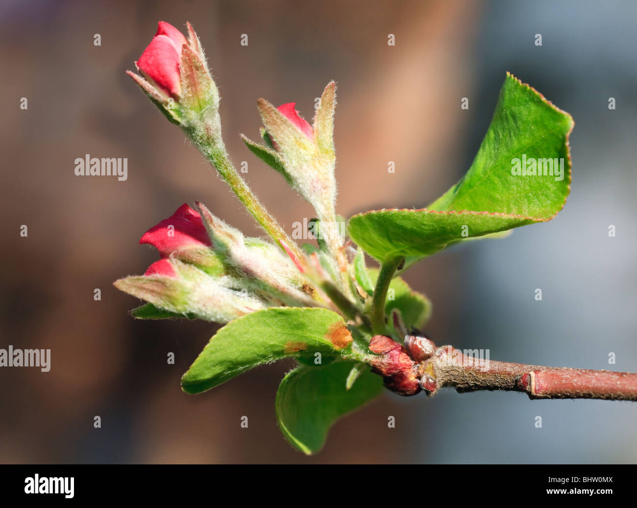 Spring blossoming twig of apple tree with flowers Stock Photo - Alamy