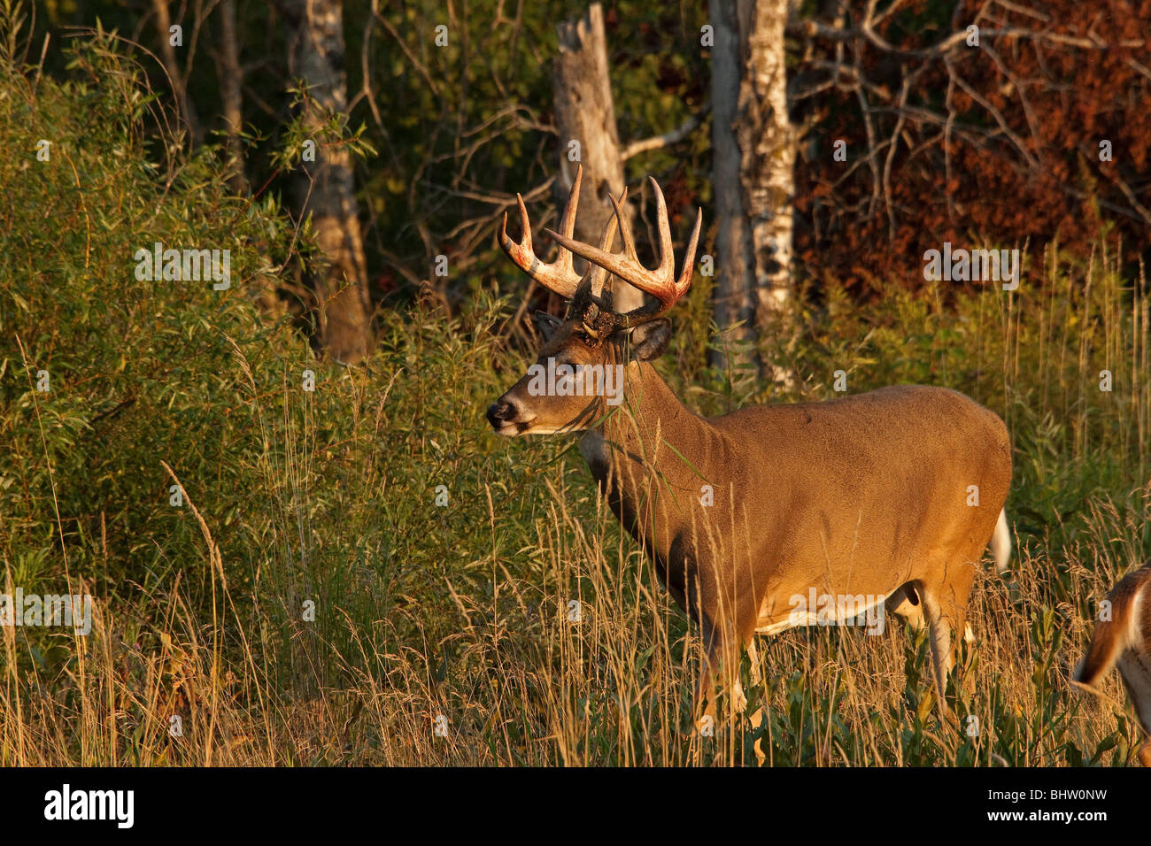 Whitetail deer buck shedding velvet hi-res stock photography and images ...