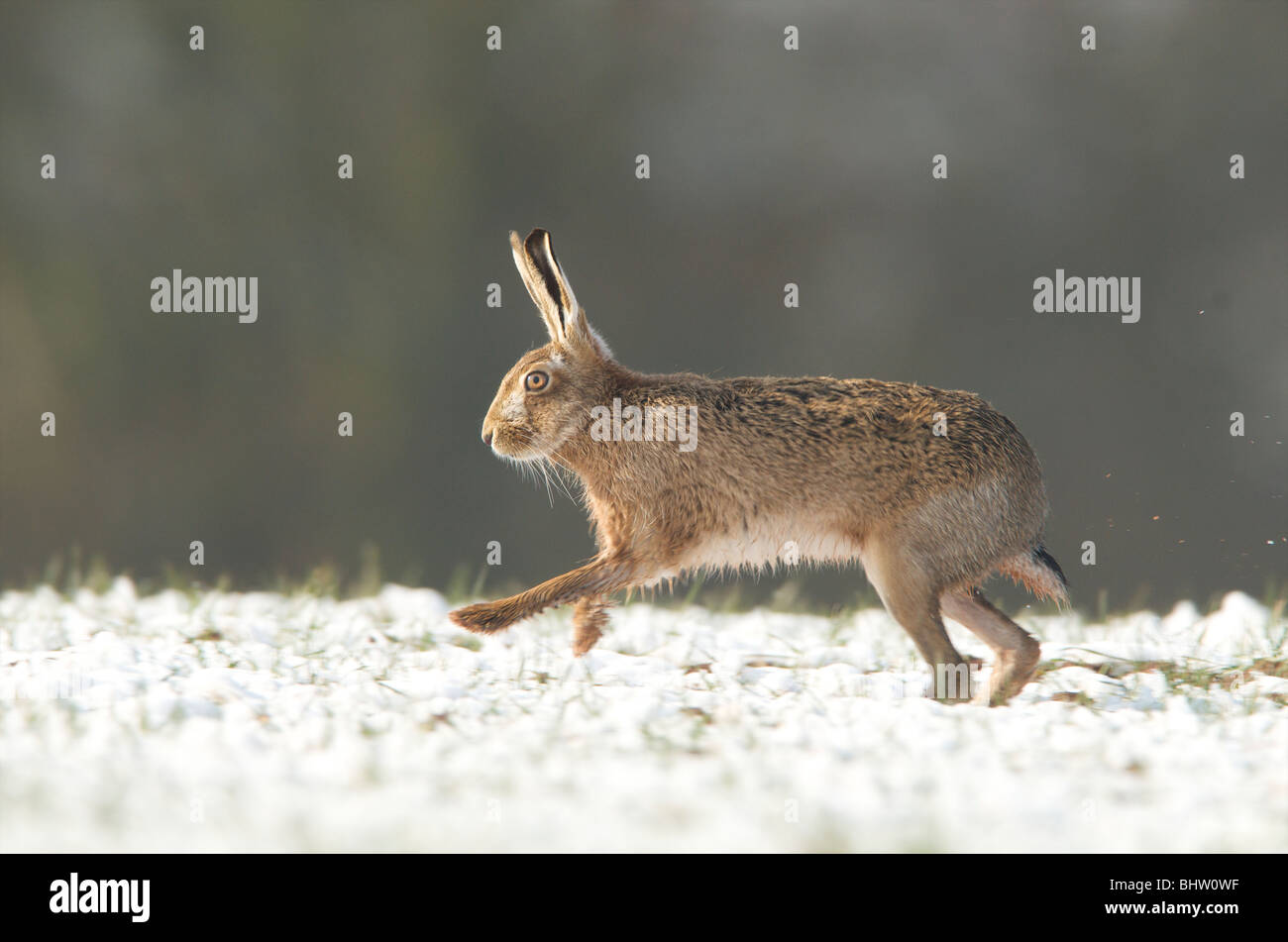 Hare running movement hi-res stock photography and images - Alamy