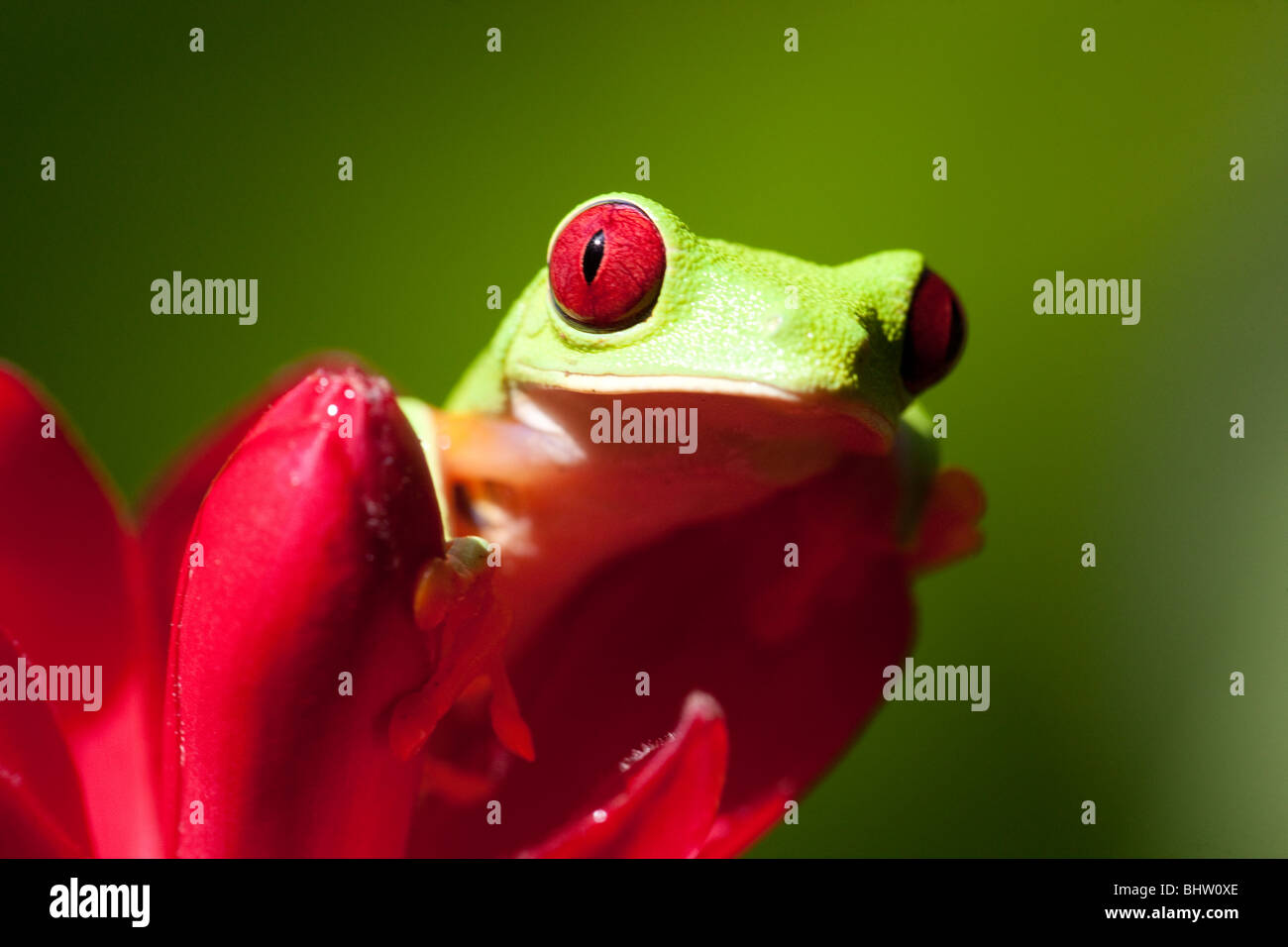 Red-eyed Tree frog, Costa Rica Stock Photo - Alamy