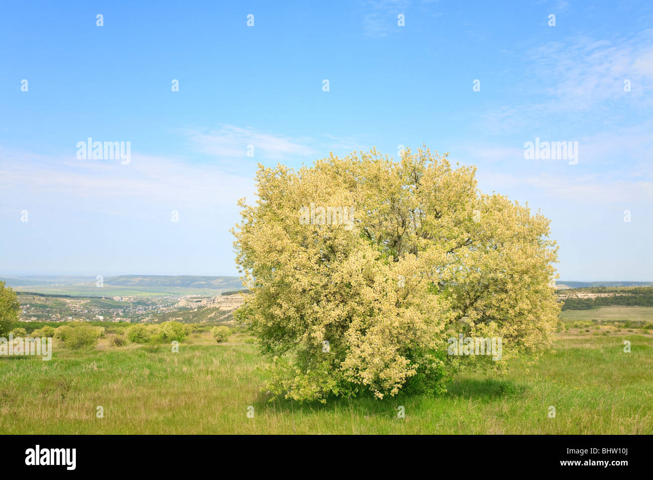 blossom spring lonely tree on sky background Stock Photo - Alamy
