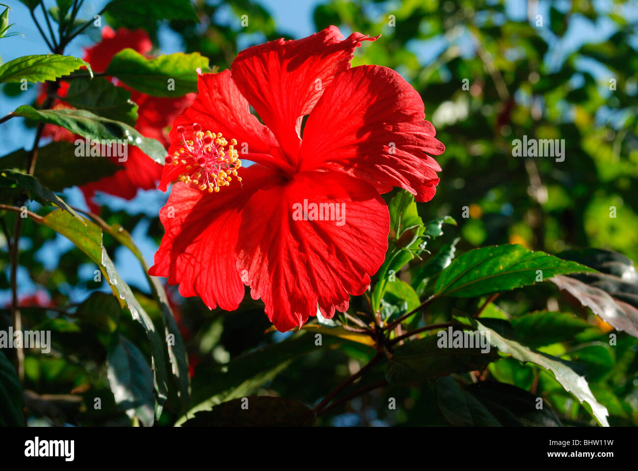 hibiscus ; india Stock Photo - Alamy