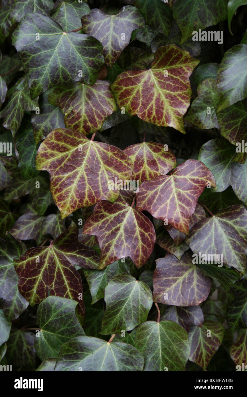 Variegated ivy plant hi-res stock photography and images - Alamy