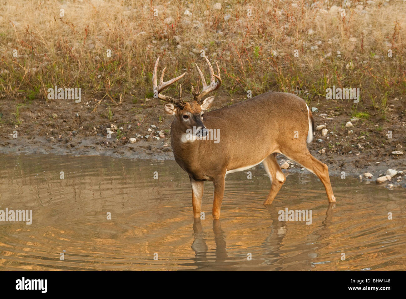 White-tailed buck in fall Stock Photo - Alamy