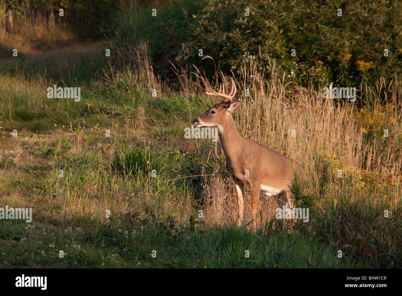 White-tailed buck(s) in fall Stock Photo - Alamy