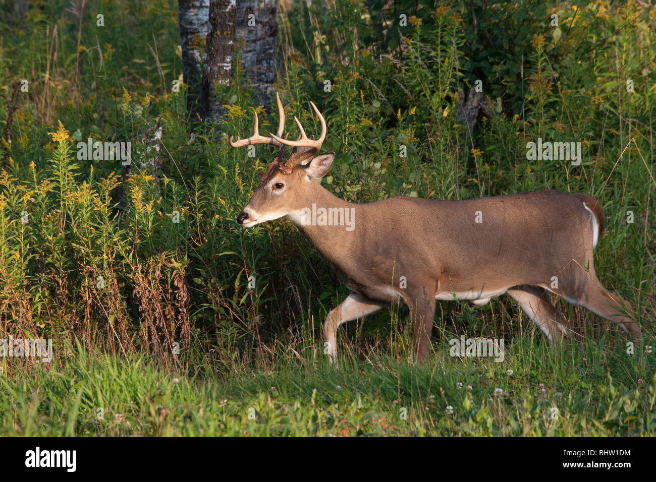 Huge white monarch hi-res stock photography and images - Alamy