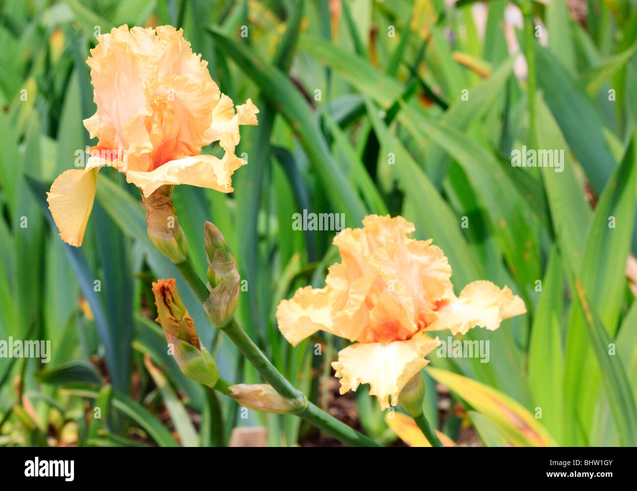 Beige iris hi-res stock photography and images - Alamy