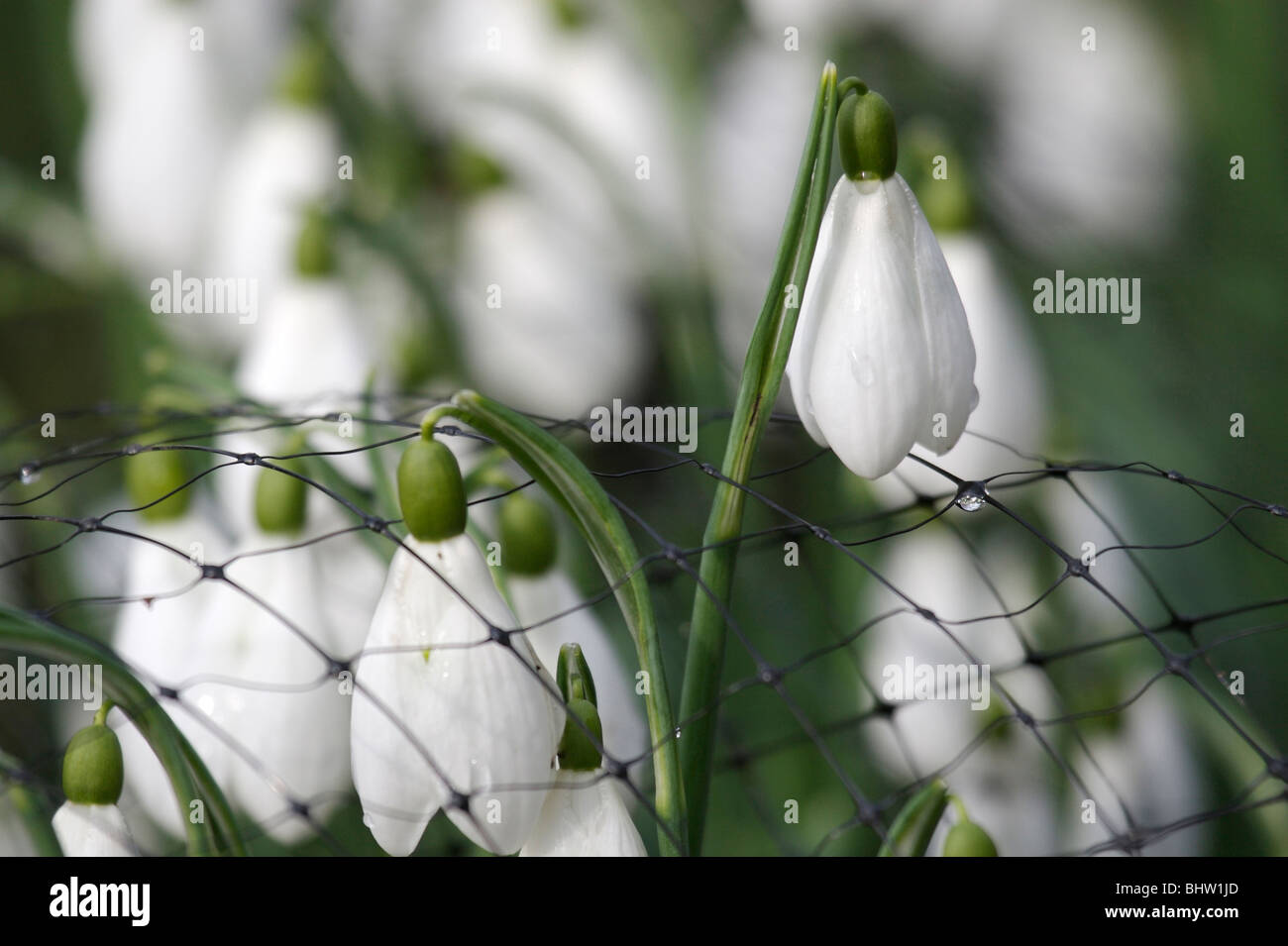 Snowdrop displays hi-res stock photography and images - Alamy