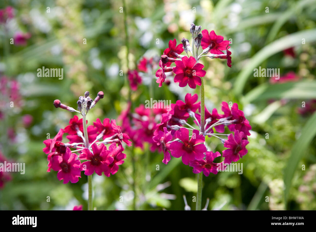 Red campion flower Stock Photo - Alamy