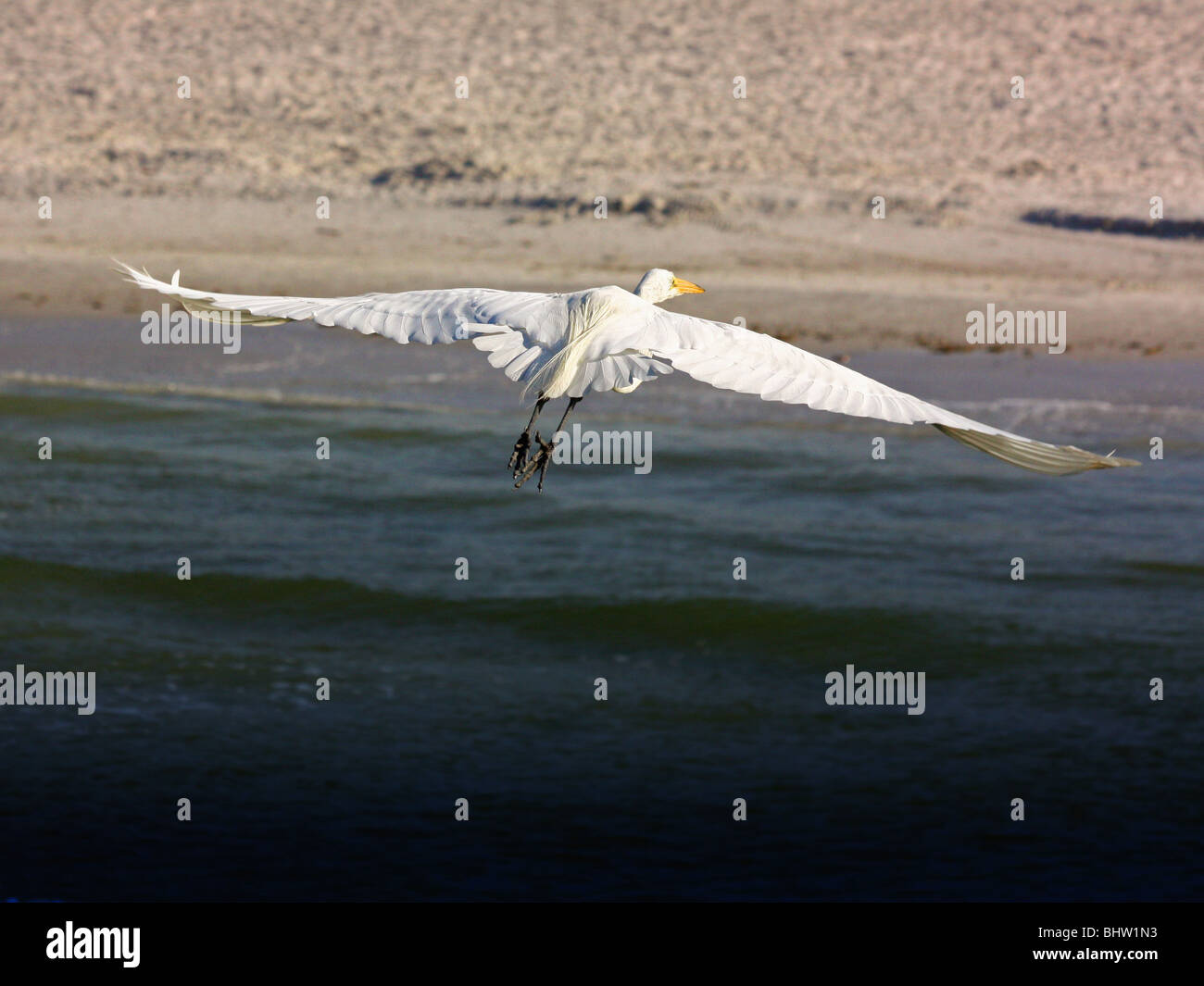 Great White Egret in flight Stock Photo - Alamy