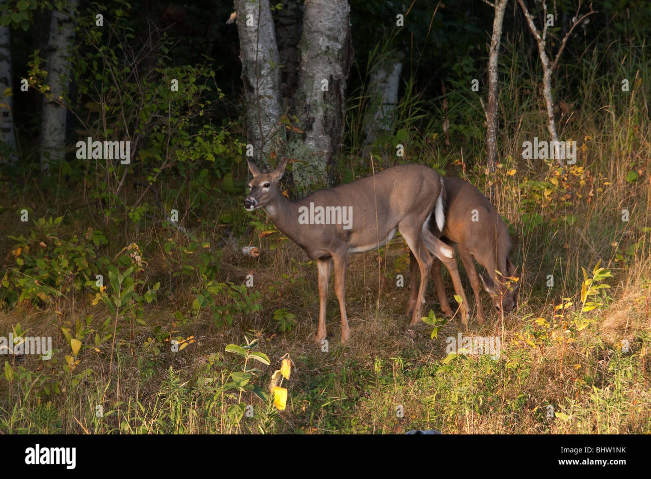 White-tailed doe with yearling Stock Photo - Alamy