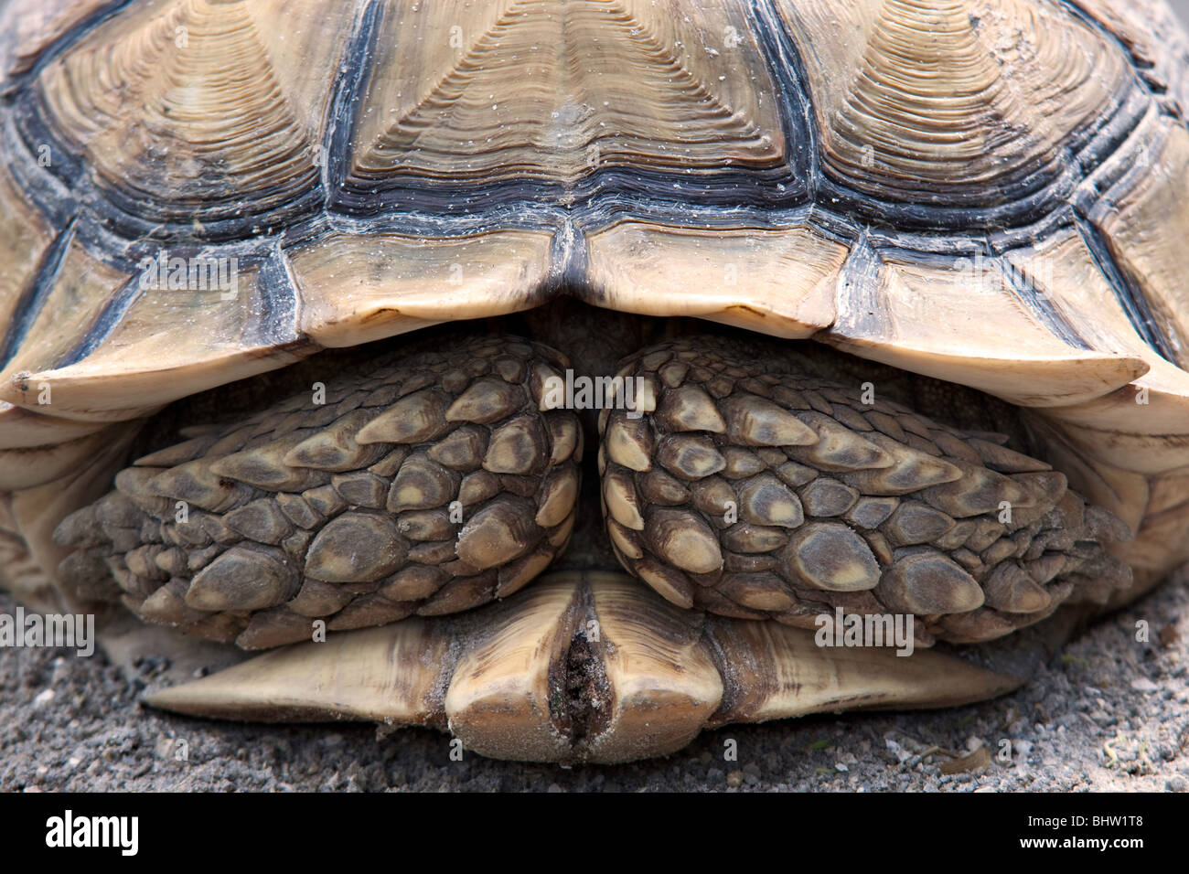 Heavy turtle hi-res stock photography and images - Alamy