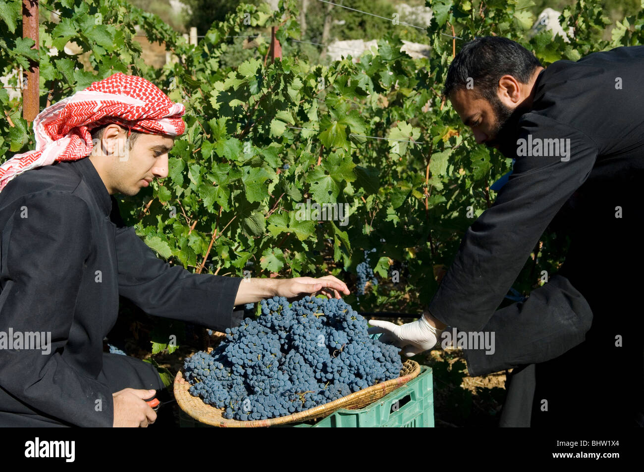 Arabic farmers working in a vineyard winery Lebanon Middle East Asia ...