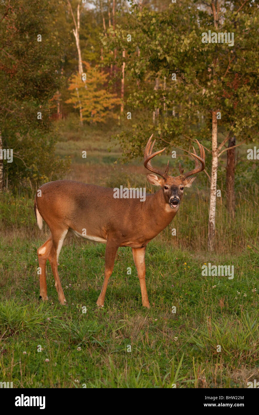 Huge white monarch hi-res stock photography and images - Alamy