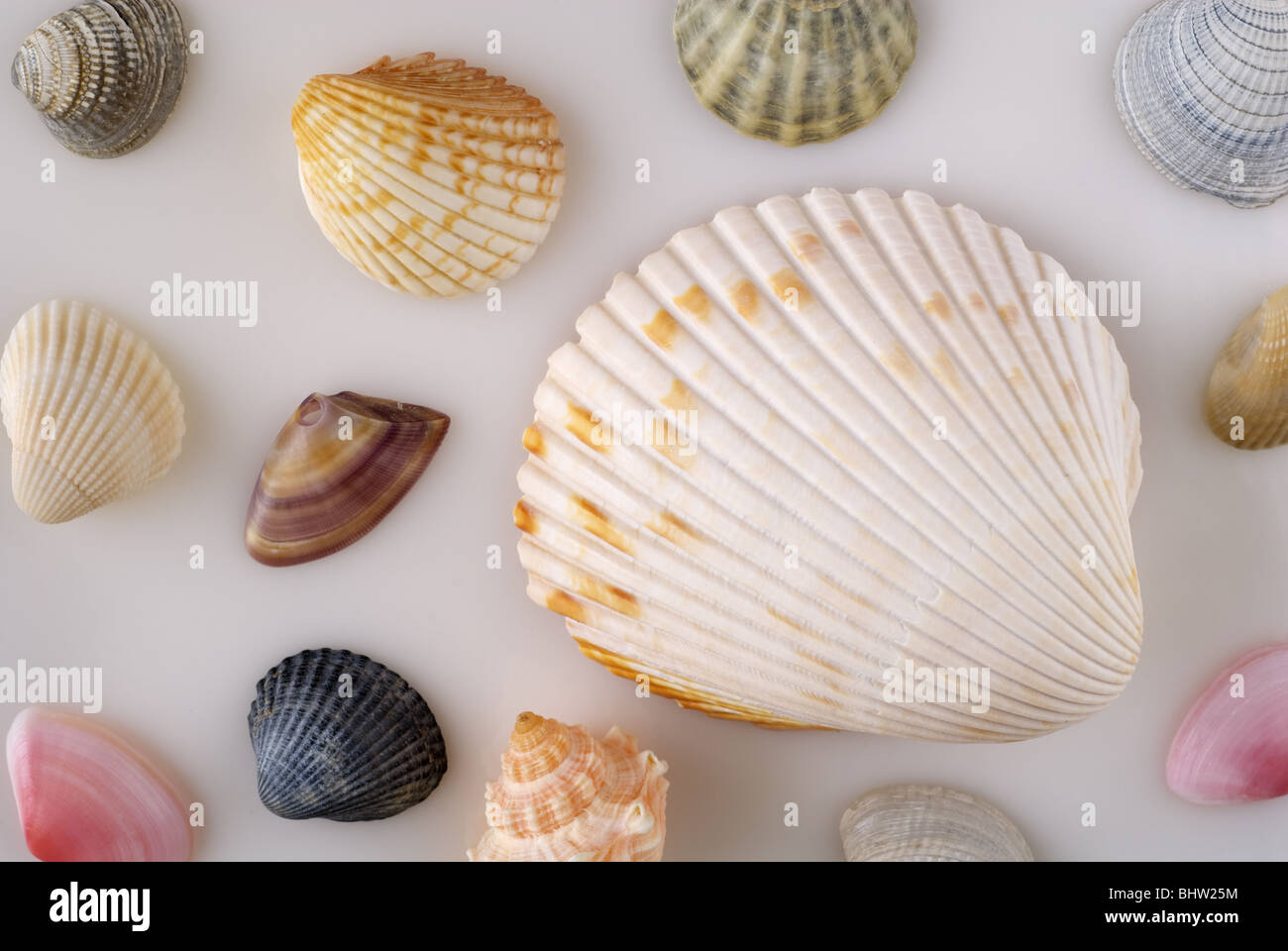 Abundance of seashells hi-res stock photography and images - Alamy
