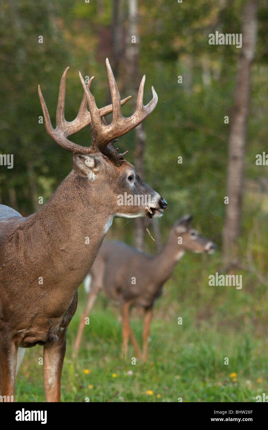 White-tailed buck with doe Stock Photo - Alamy