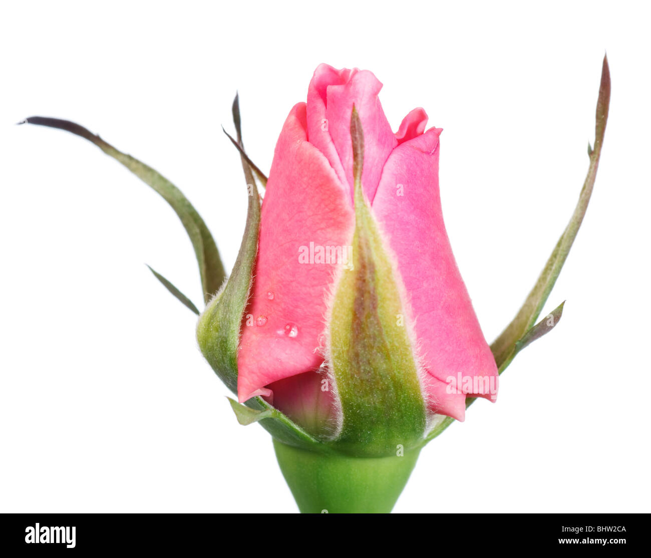 Explosive bud of beautiful rose flower isolated on white background ...