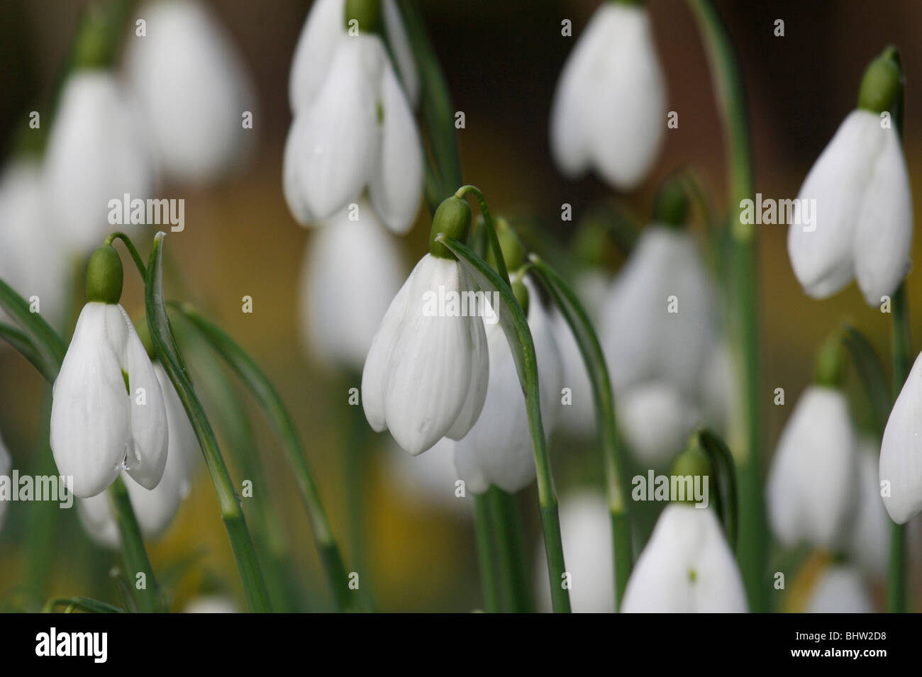 Snowdrop displays hi-res stock photography and images - Alamy